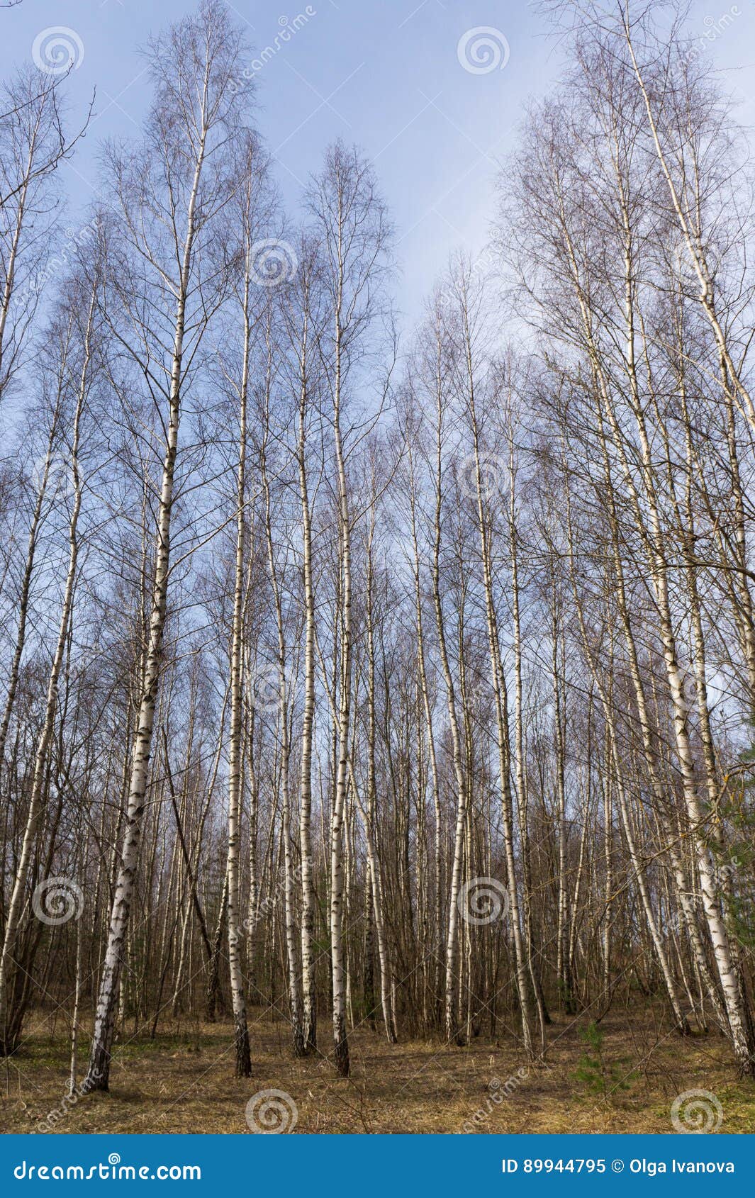 Birch forest spring stock image. Image of sunlight, spring - 89944795