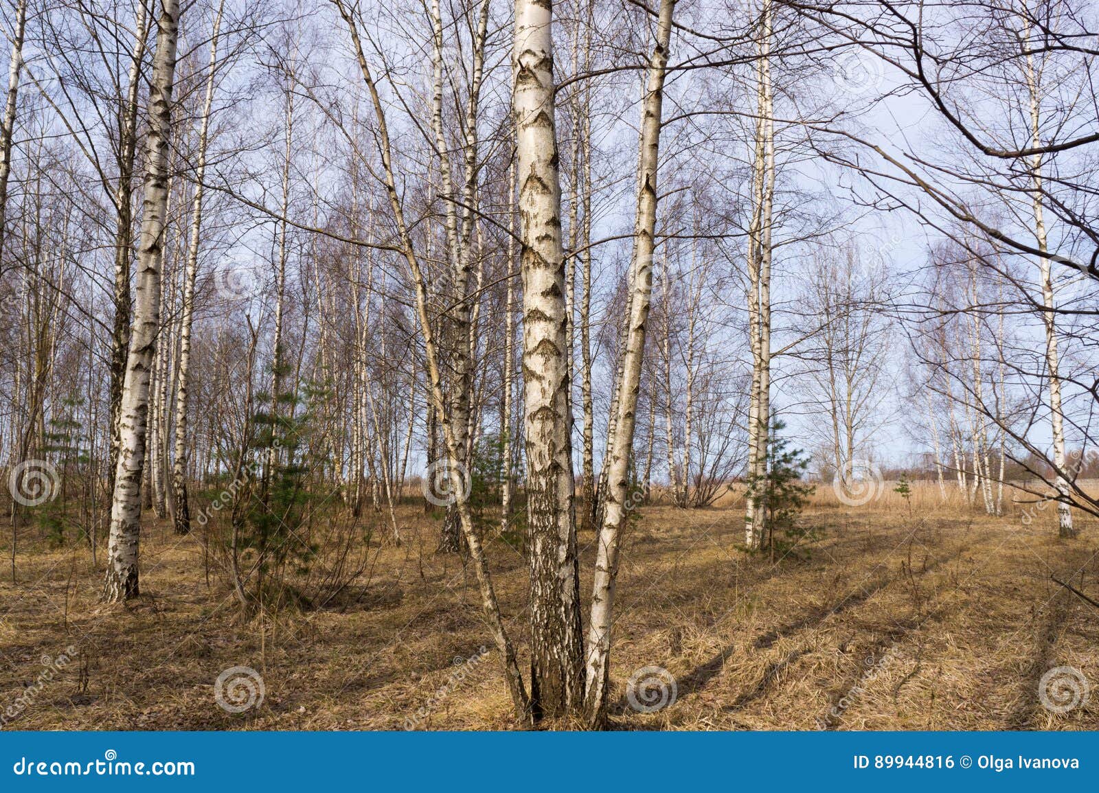 Birch forest spring stock photo. Image of tranquil, outdoors - 89944816