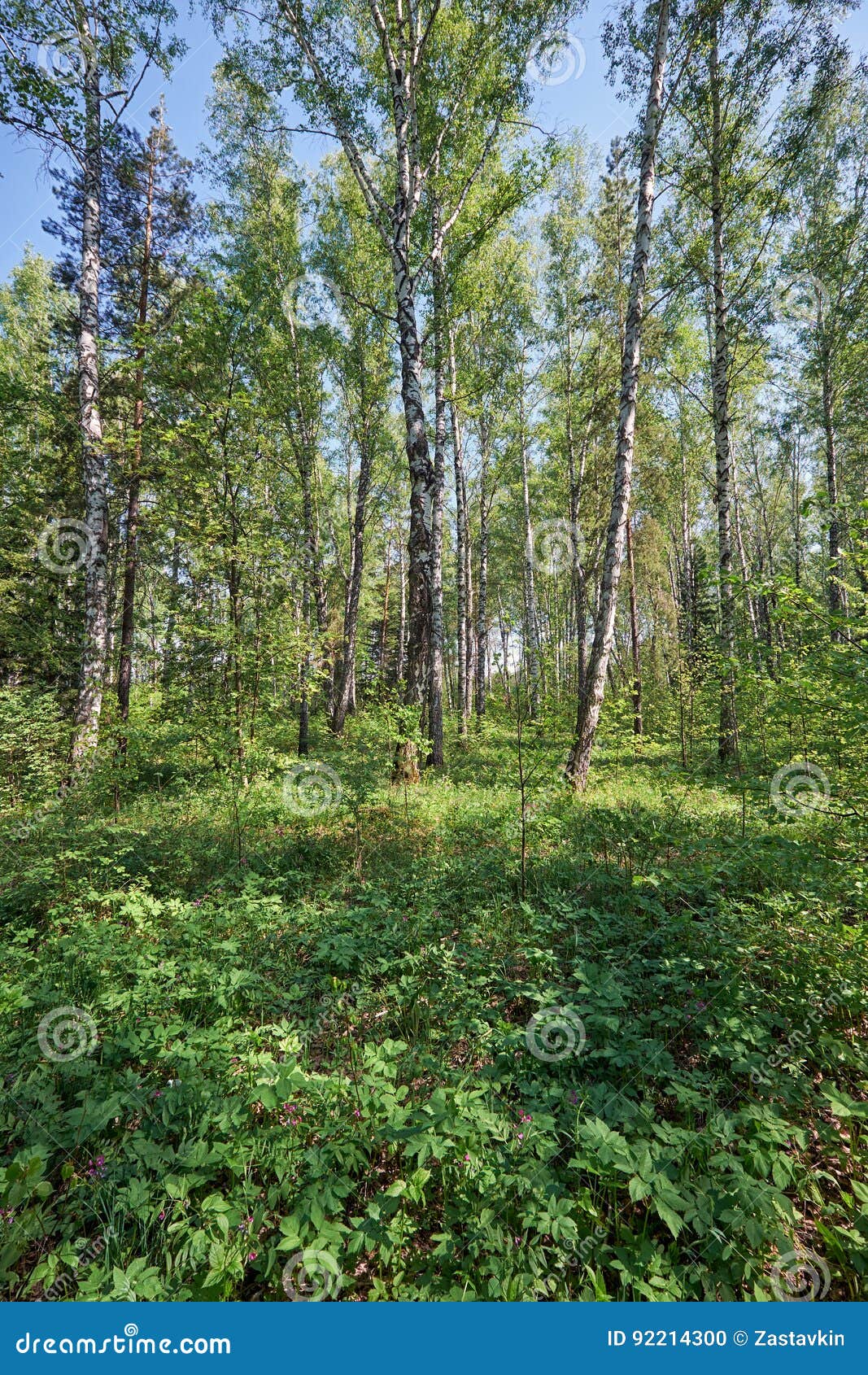 Birch Forest at Spring Time Stock Photo - Image of bushes, botany: 92214300