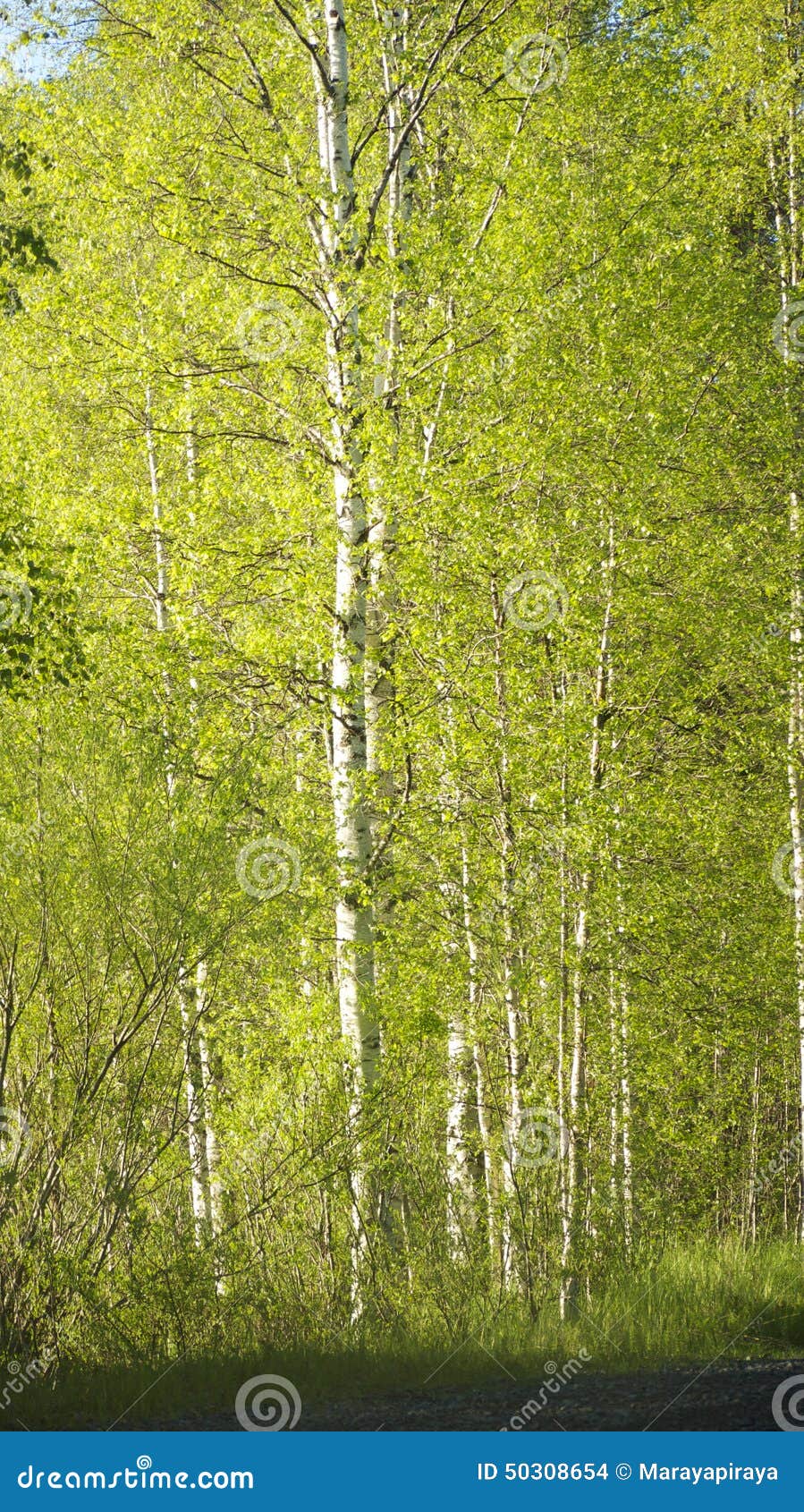 Birch forest in spring. stock photo. Image of sunshine - 50308654