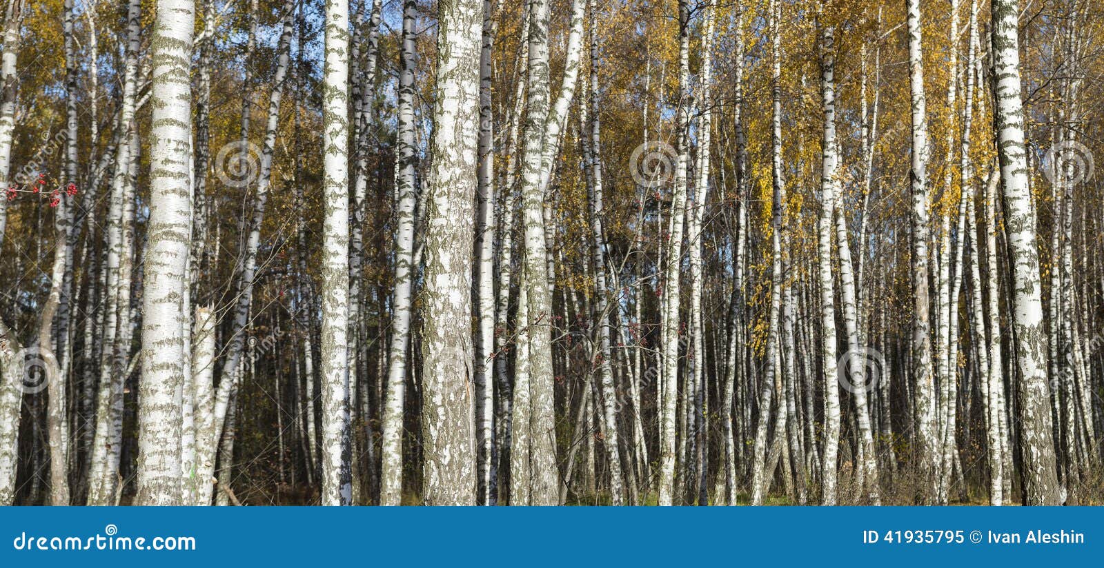 Birch forest stems in fall stock image. Image of birch - 41935795