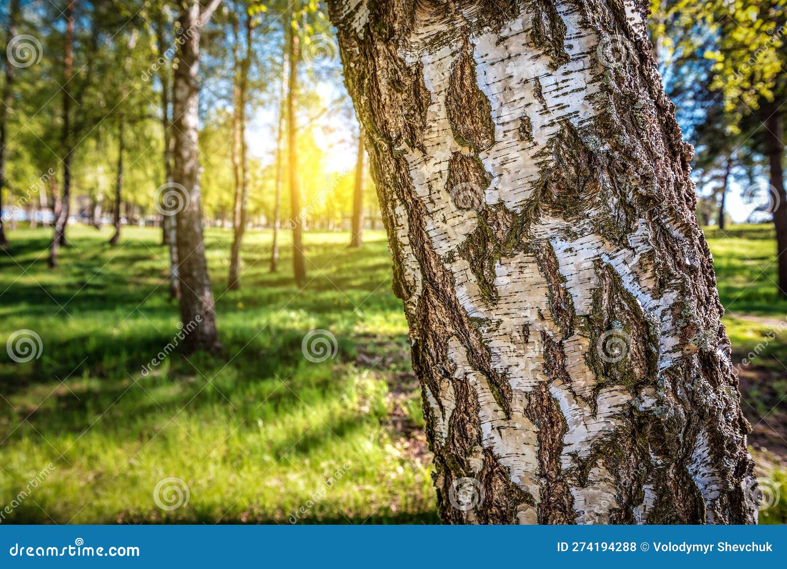Birch Forest in Sunlight in the Morning Stock Photo - Image of ...