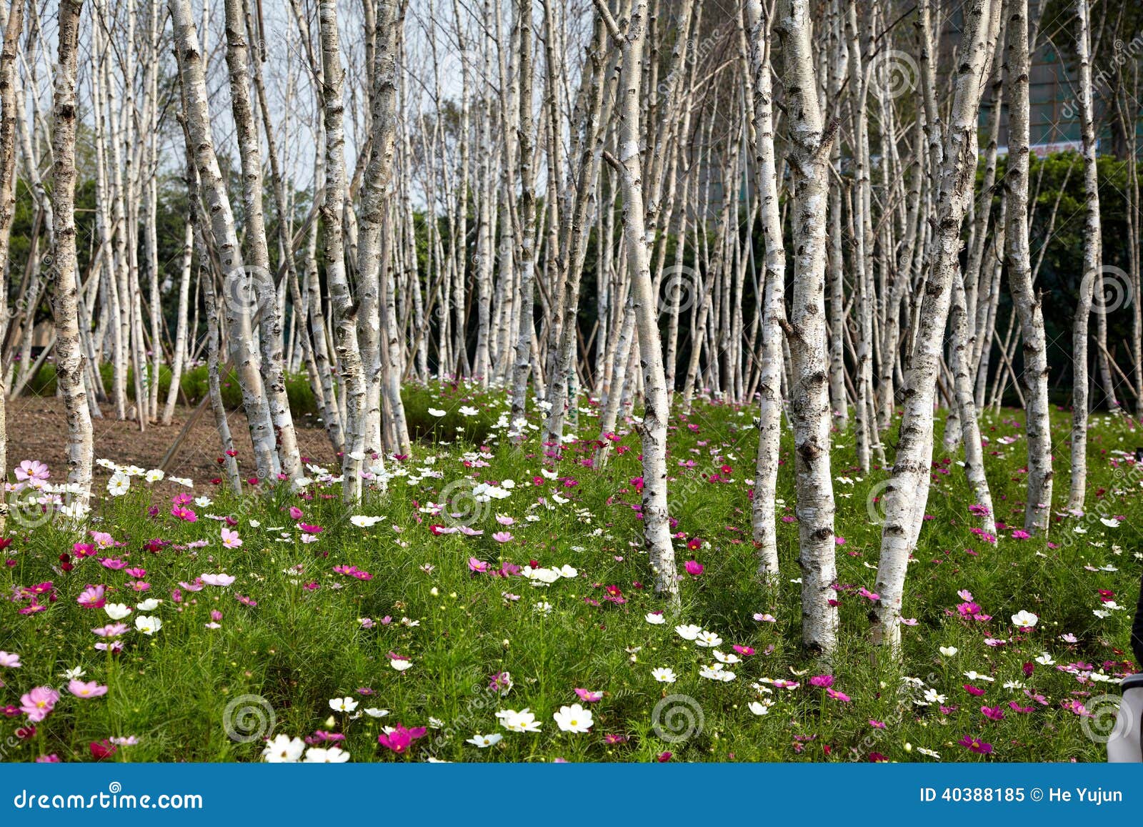 Birch forest stock image. Image of grass, grove, bark - 40388185