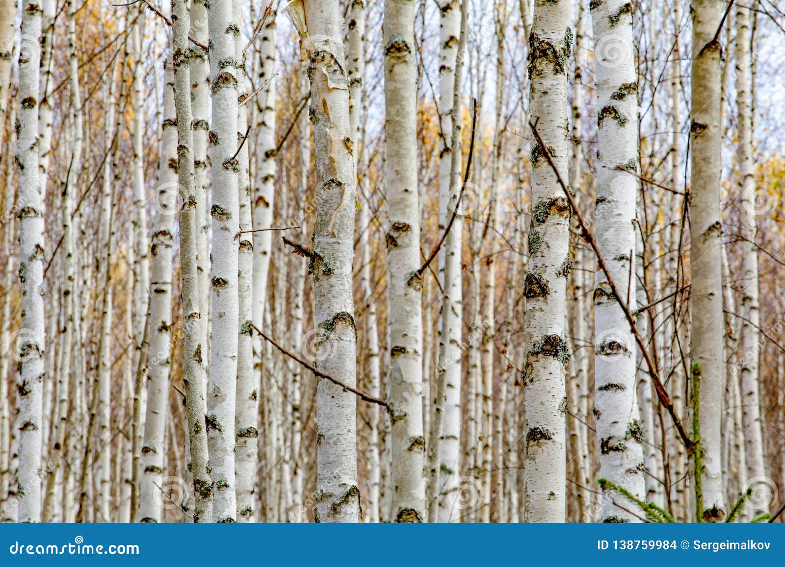 Birch Forest. White Tree Trunks in Autumn Stock Photo - Image of branch ...