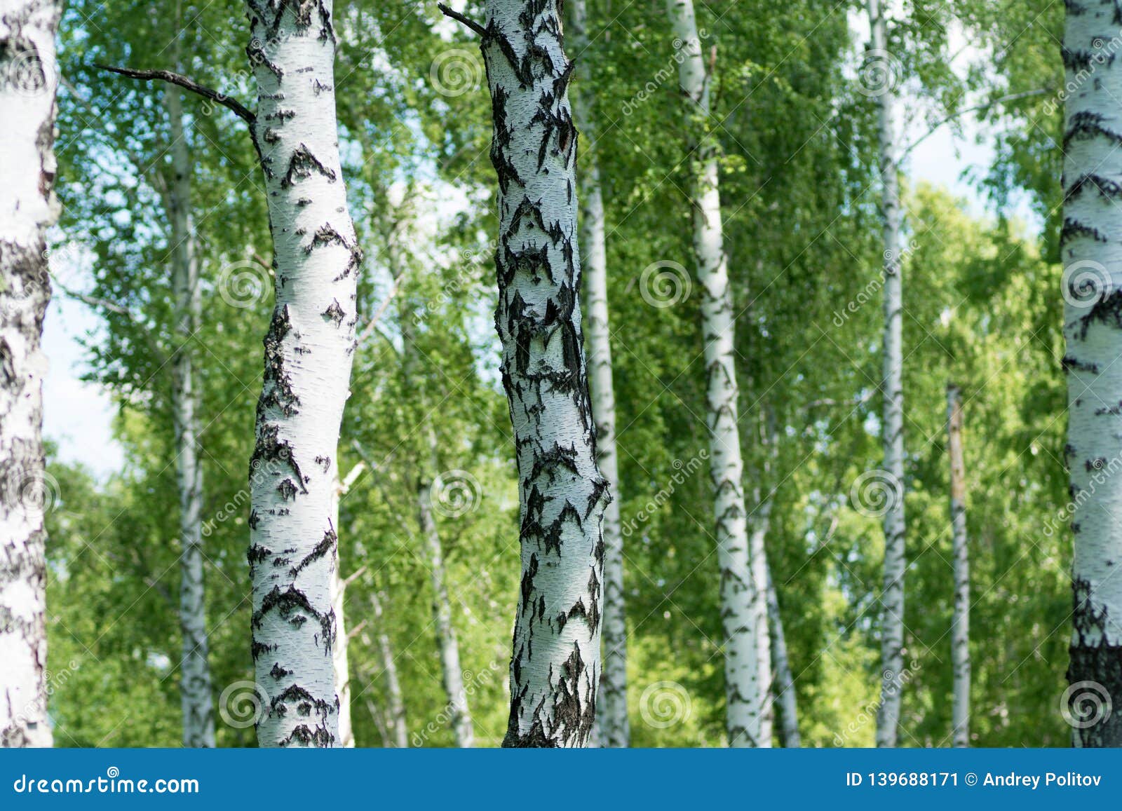 Birch Forest, Wild Nature Background Stock Image - Image of rural ...