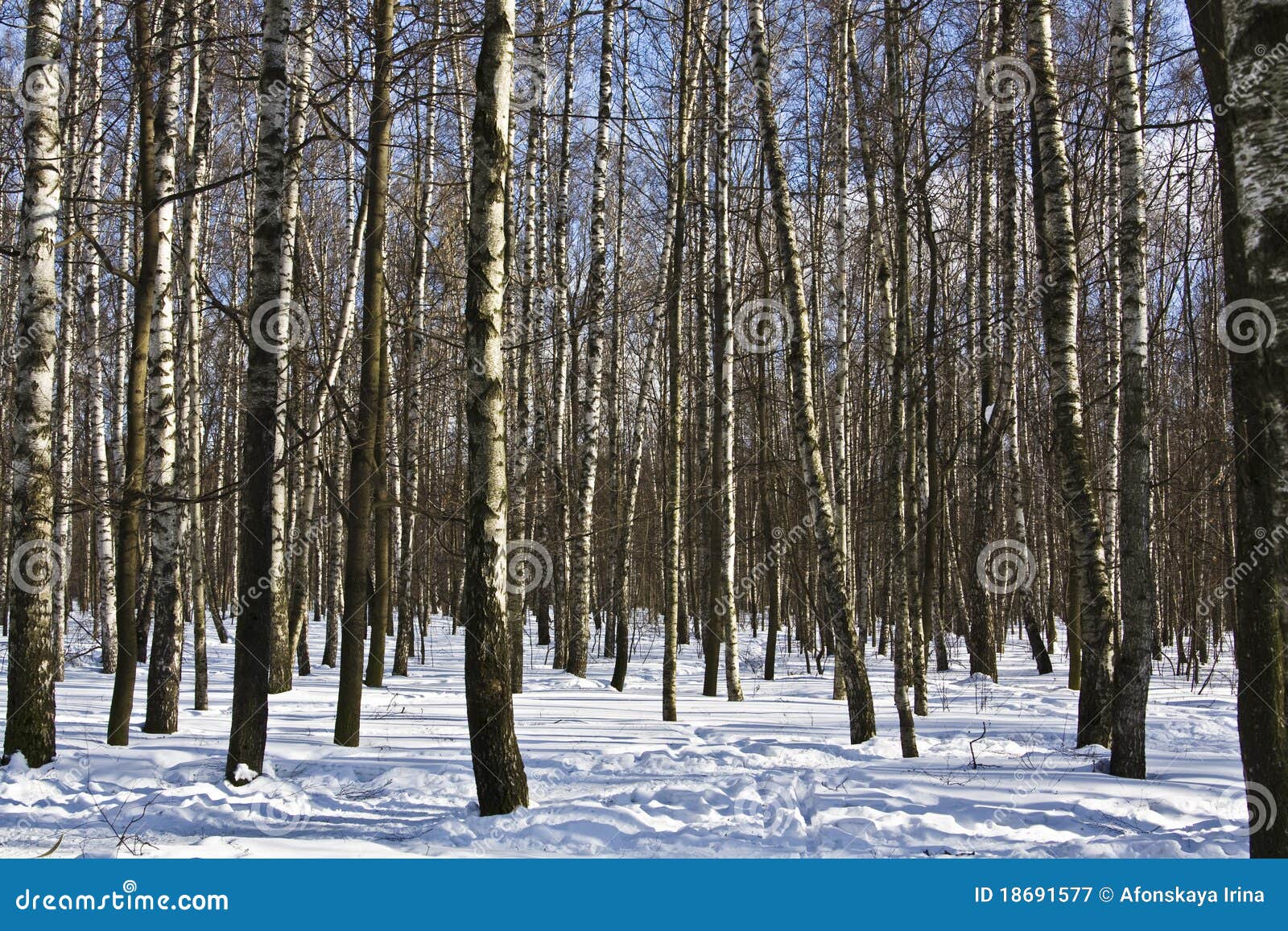 Birch forest in winter stock image. Image of landscape - 18691577