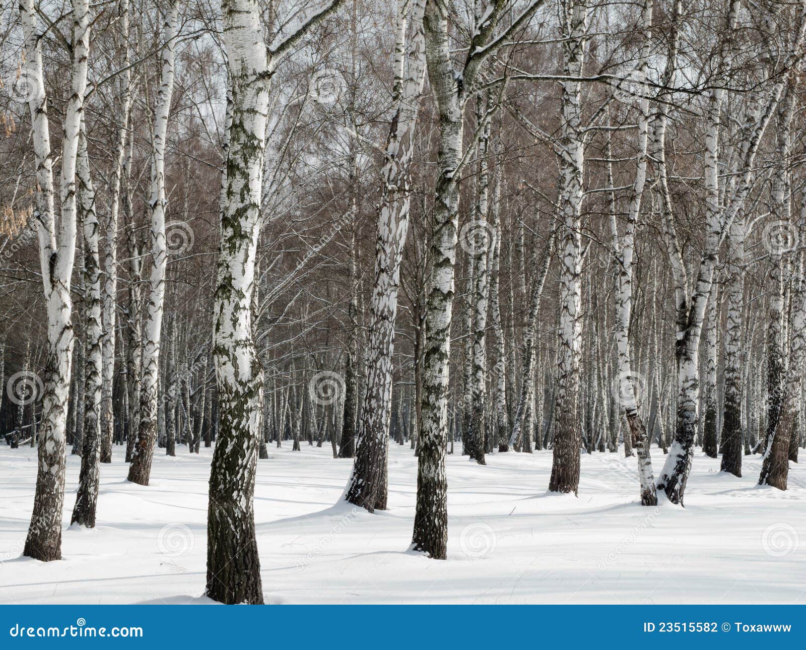 Birch forest in winter stock photo. Image of outdoors - 23515582