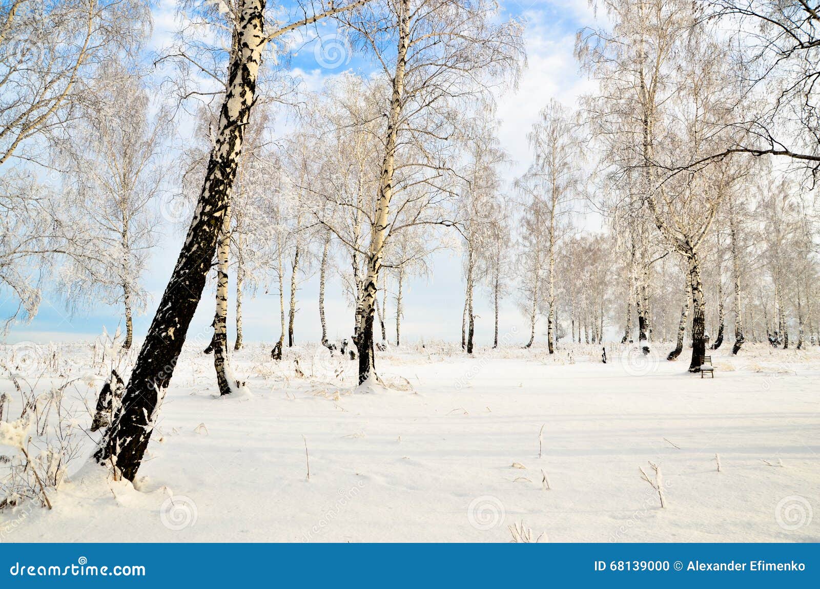 Birch forest in winter stock photo. Image of cold, russia - 68139000