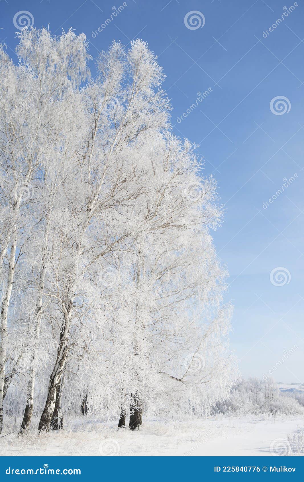 Birch forest in winter stock photo. Image of country - 225840776