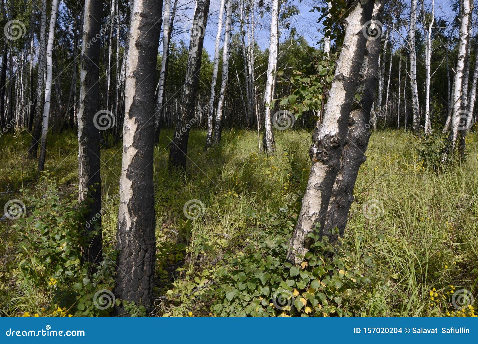 Birch Forest 2 Years after the Fire. Stock Photo - Image of urals ...