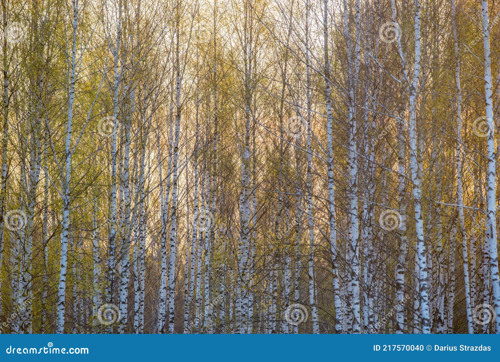 Birch Forest Young Tree Trunks Stock Photo - Image of background, gold ...