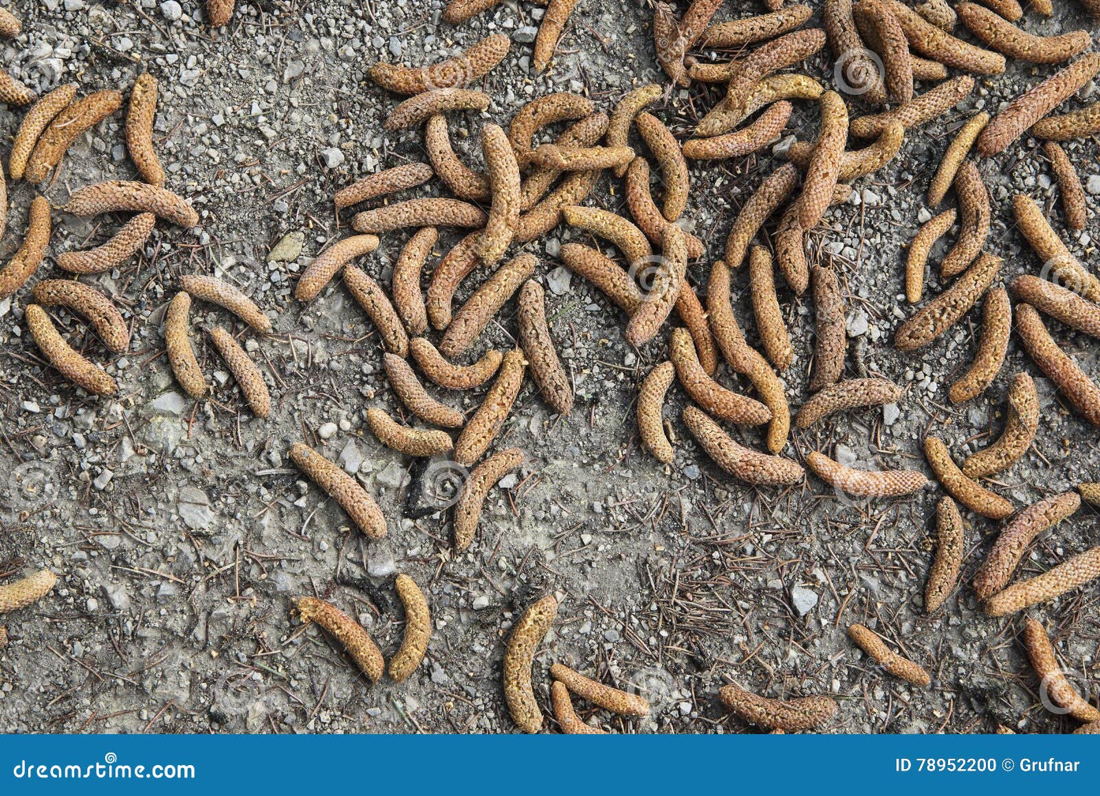 Birch Fruit on the Ground in Autumn Stock Photo - Image of ground ...