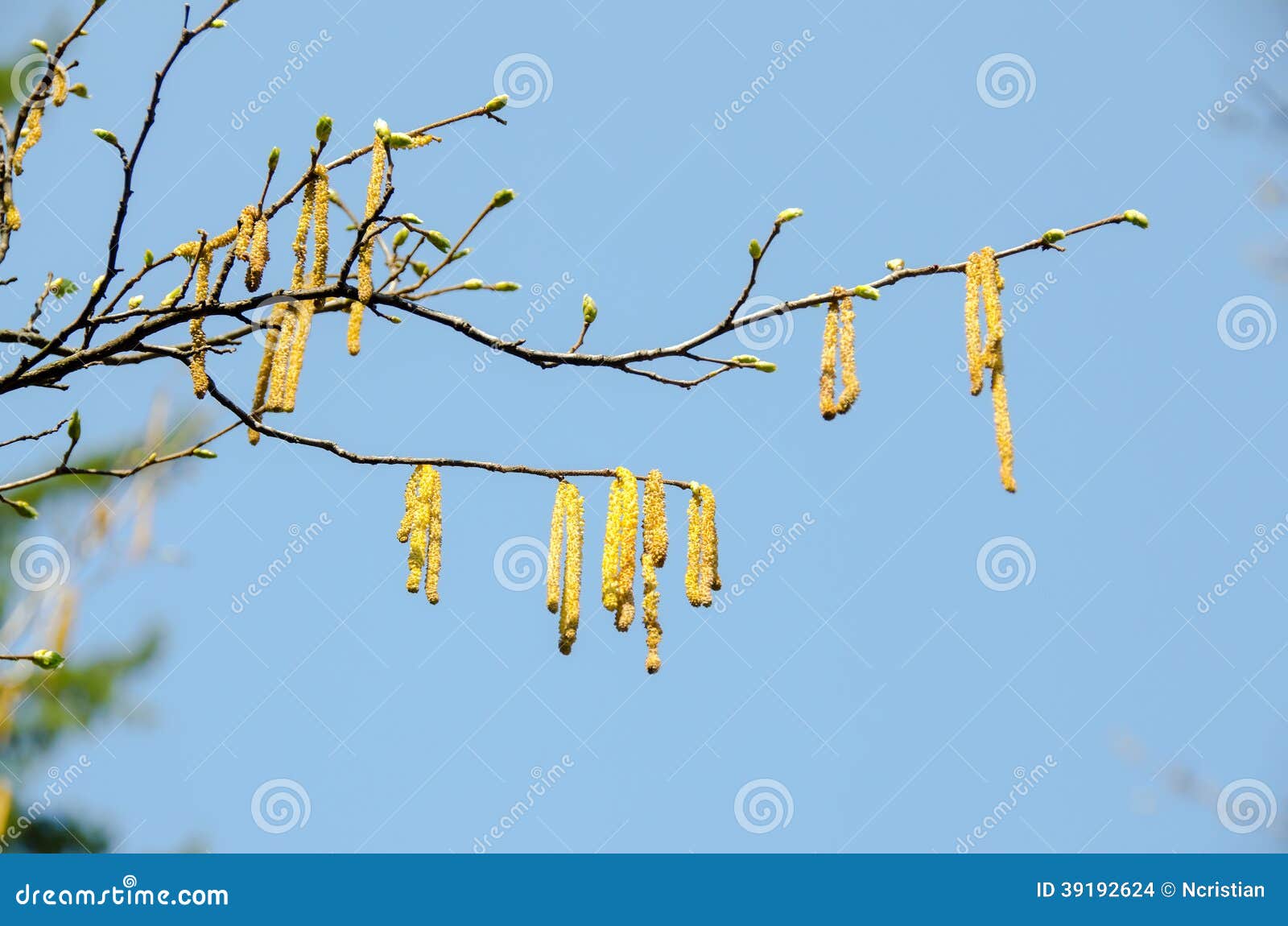 Birch fruits, seeds stock photo. Image of plant, flowers - 39192624