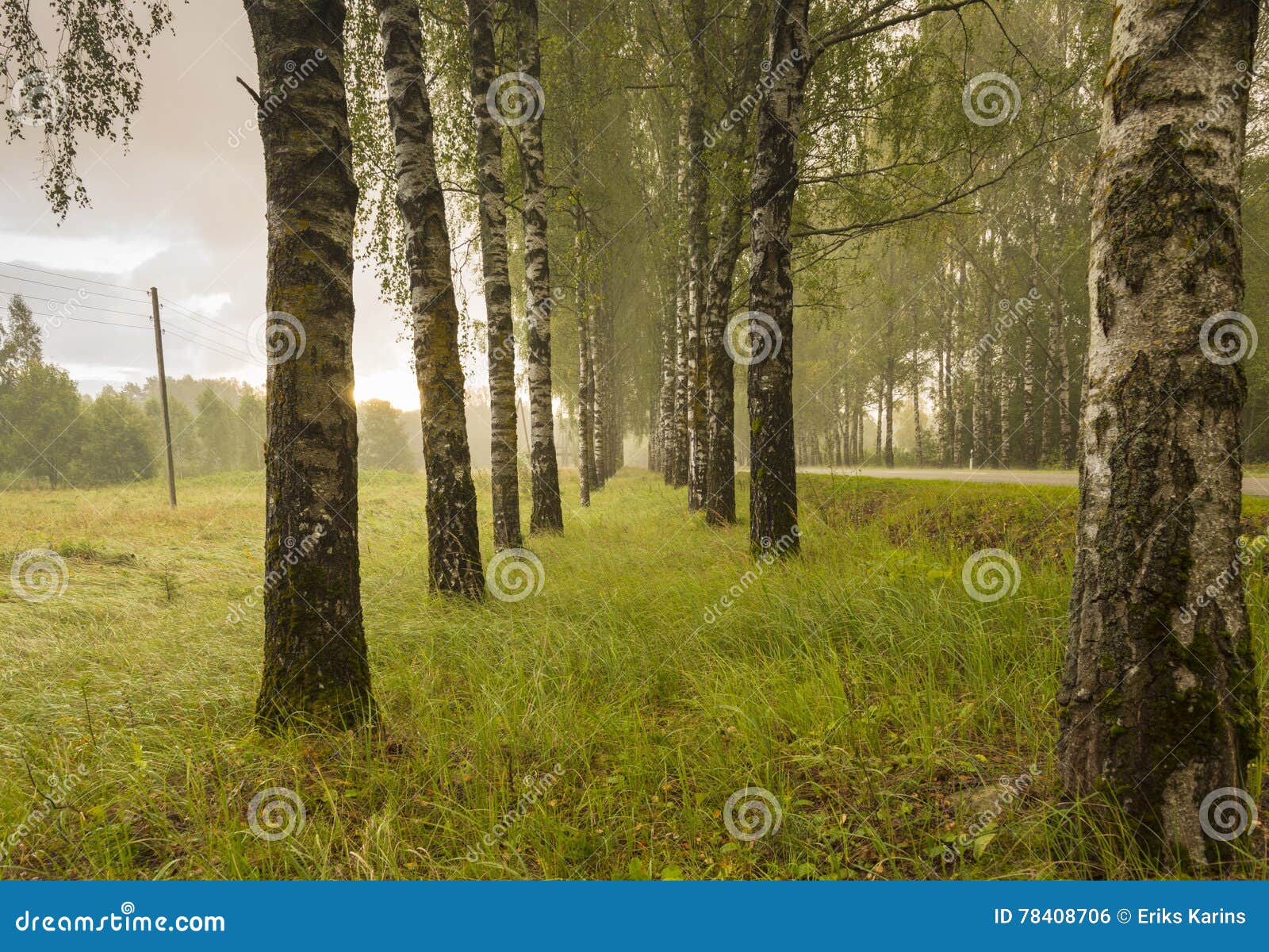 Birch gate in rainstorm stock photo. Image of tree, field - 78408706