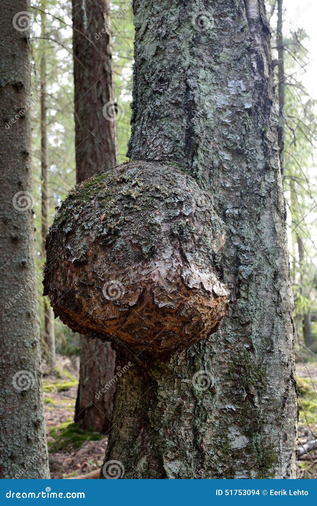 Birch gnarl stock photo. Image of malformation, globose - 51753094