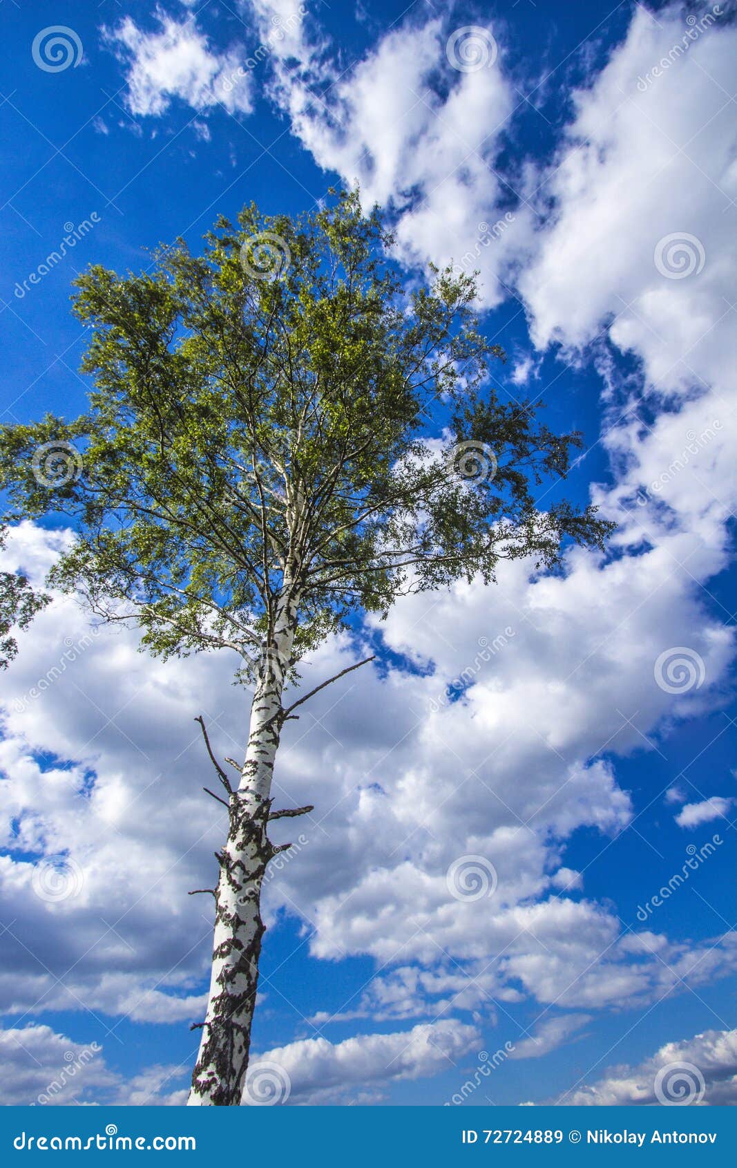 Birch with Green Leafs and Nice Cloud Sky Stock Image - Image of branch ...