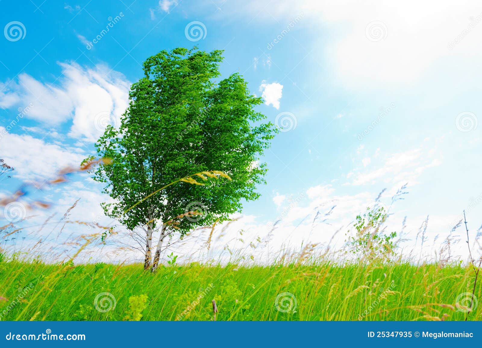 Birch on green meadow stock image. Image of cloud, birch - 25347935