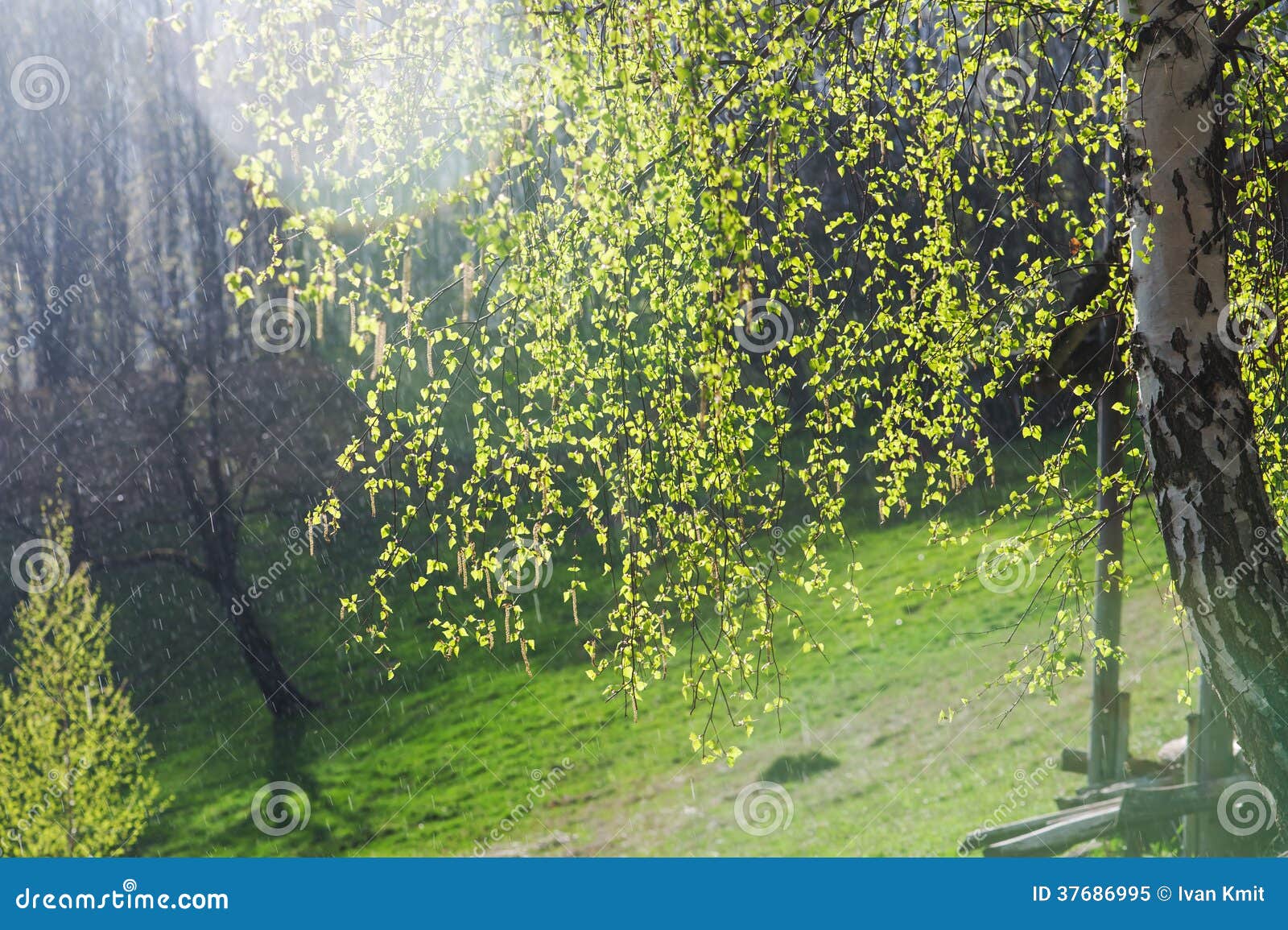 Birch stock image. Image of forest, birch, flora, green - 37686995