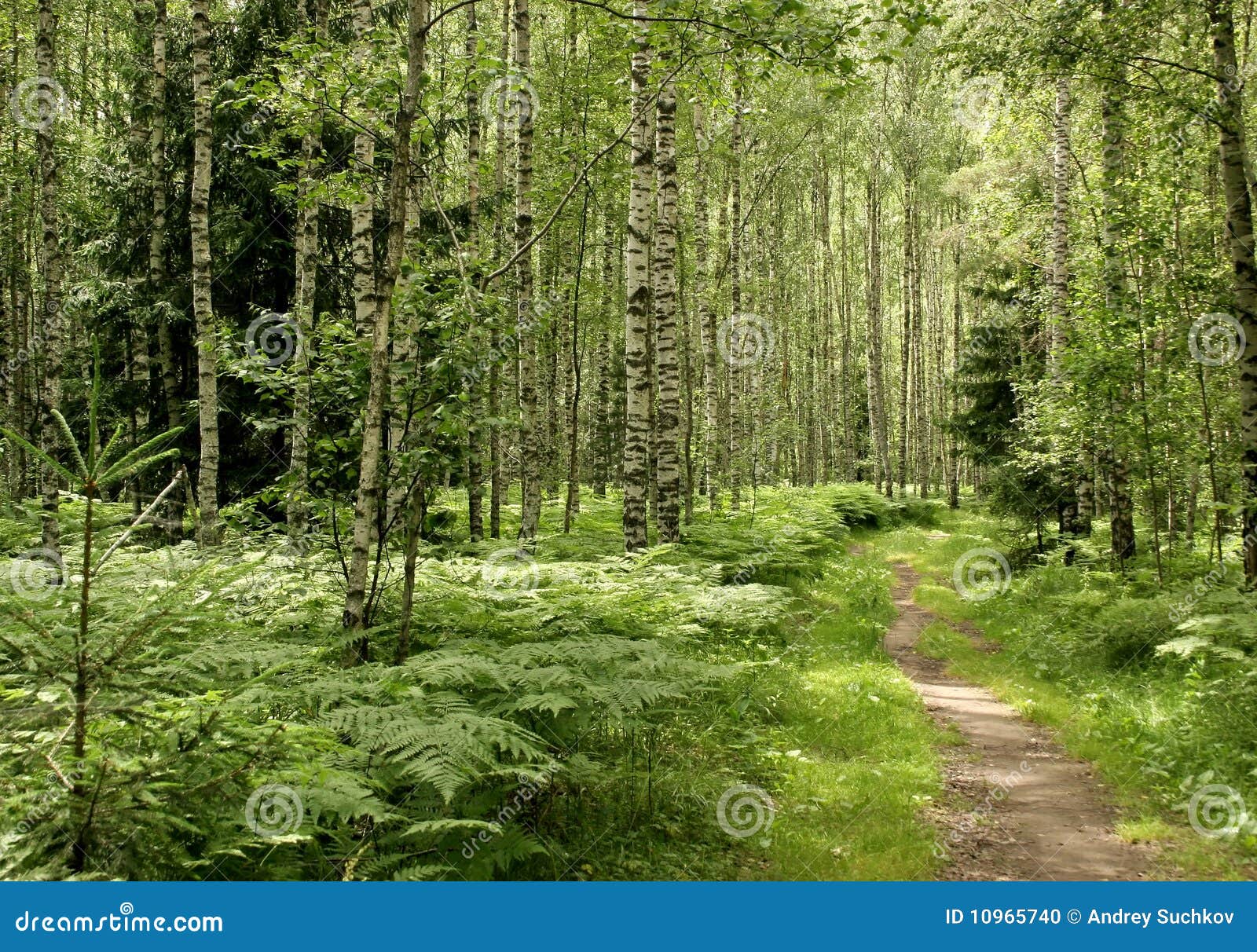 Birch grove stock photo. Image of birch, grass, landscape - 10965740