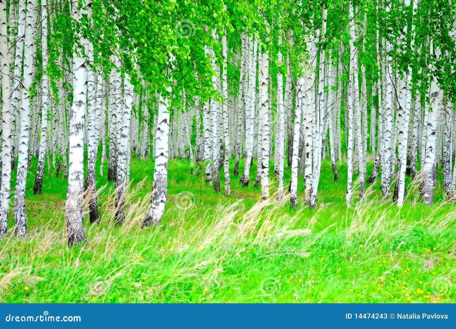 Birch grove stock image. Image of green, flowers, nature - 14474243