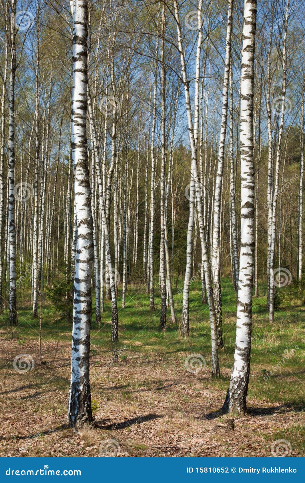 Birch grove stock photo. Image of plant, scenics, woods - 15810652