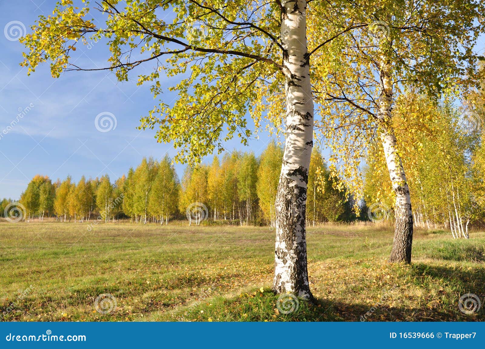 Birch Grove. stock photo. Image of cheerfully, leaf, brightly - 16539666
