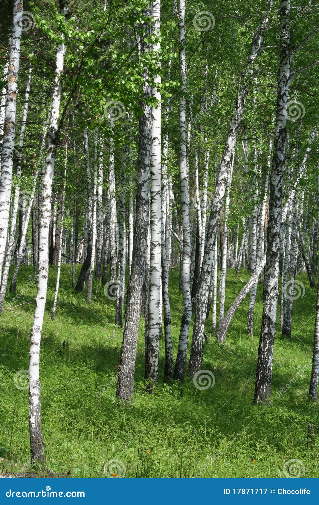 Birch grove stock image. Image of meadow, bark, copse - 17871717