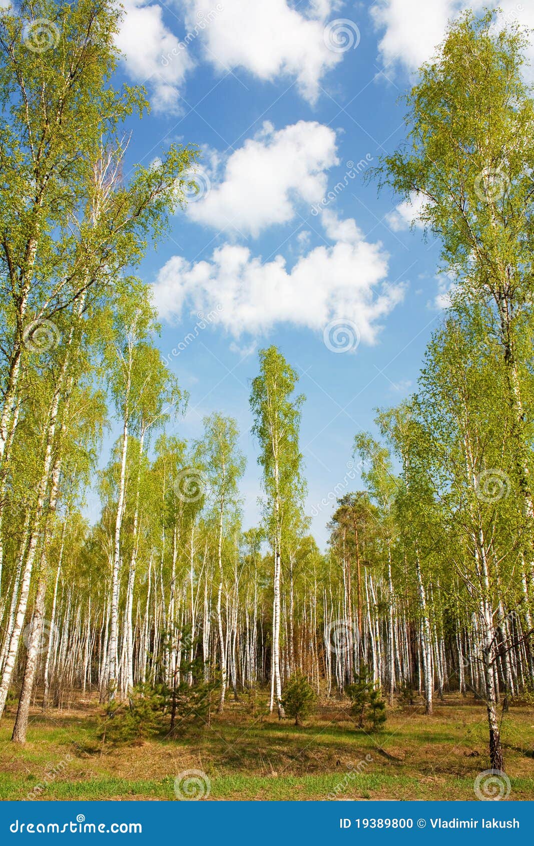 Birch grove stock photo. Image of grove, fall, white - 19389800