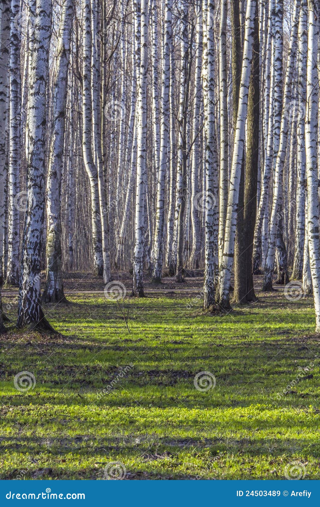 Birch grove stock image. Image of background, forest - 24503489