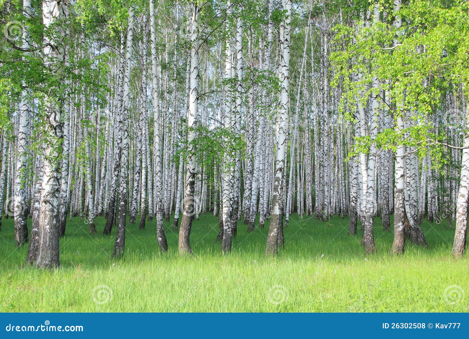 Birch grove stock photo. Image of landscape, beauty, life - 26302508
