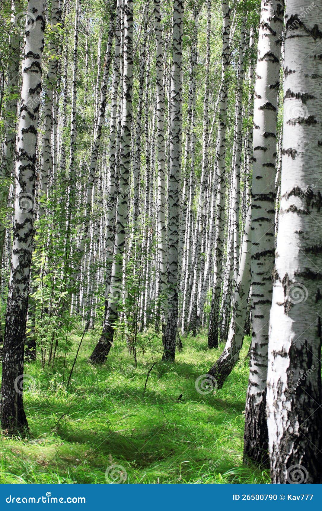 Birch grove stock photo. Image of summer, stem, view - 26500790