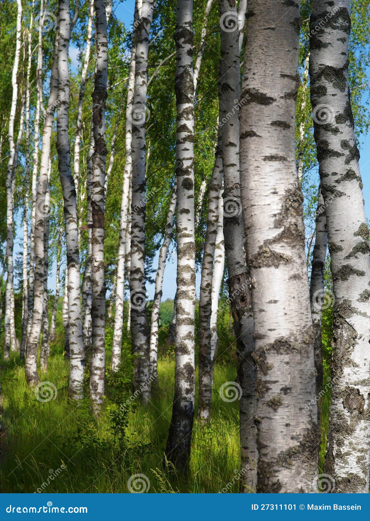 Birch Grove stock image. Image of bright, bark, rural - 27311101