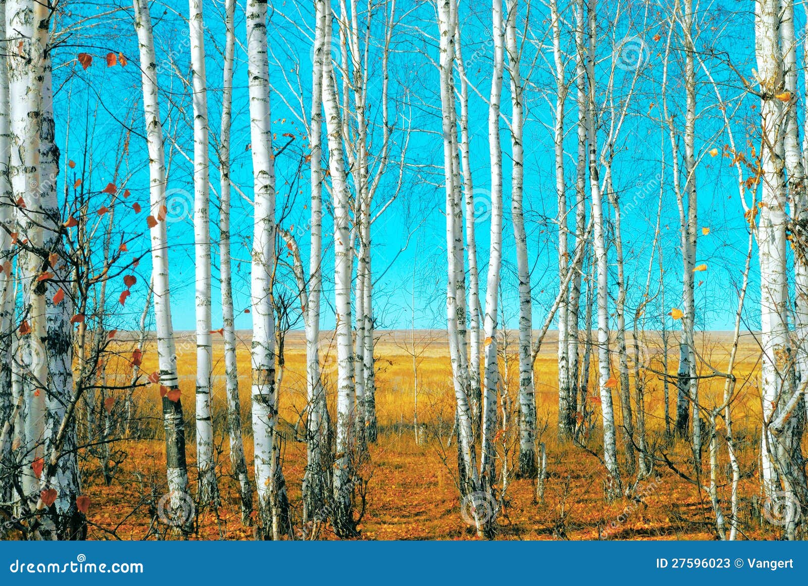 Birch grove stock image. Image of natural, clear, grove - 27596023