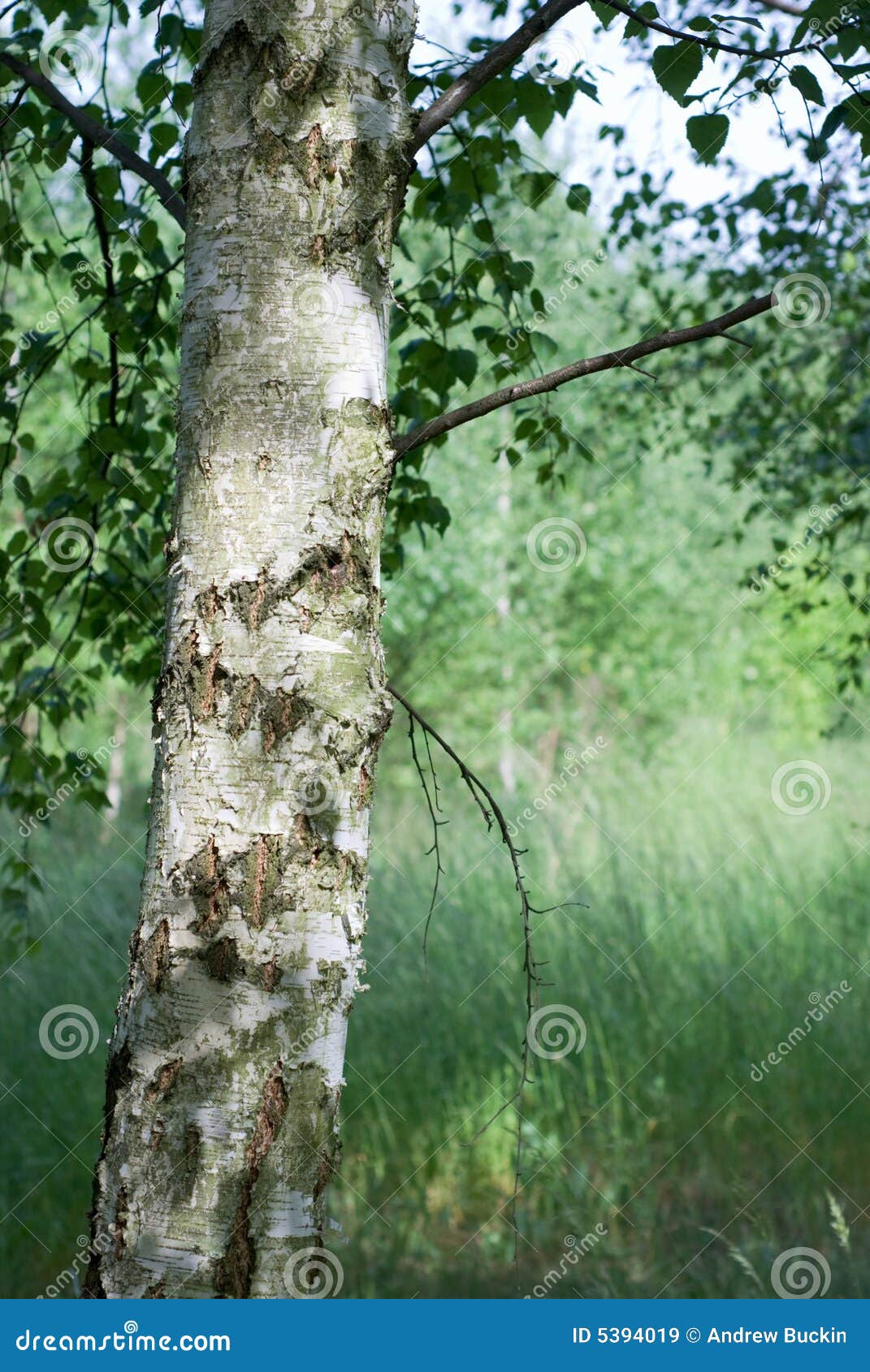 Birch grove stock image. Image of nature, birch, botanic - 5394019