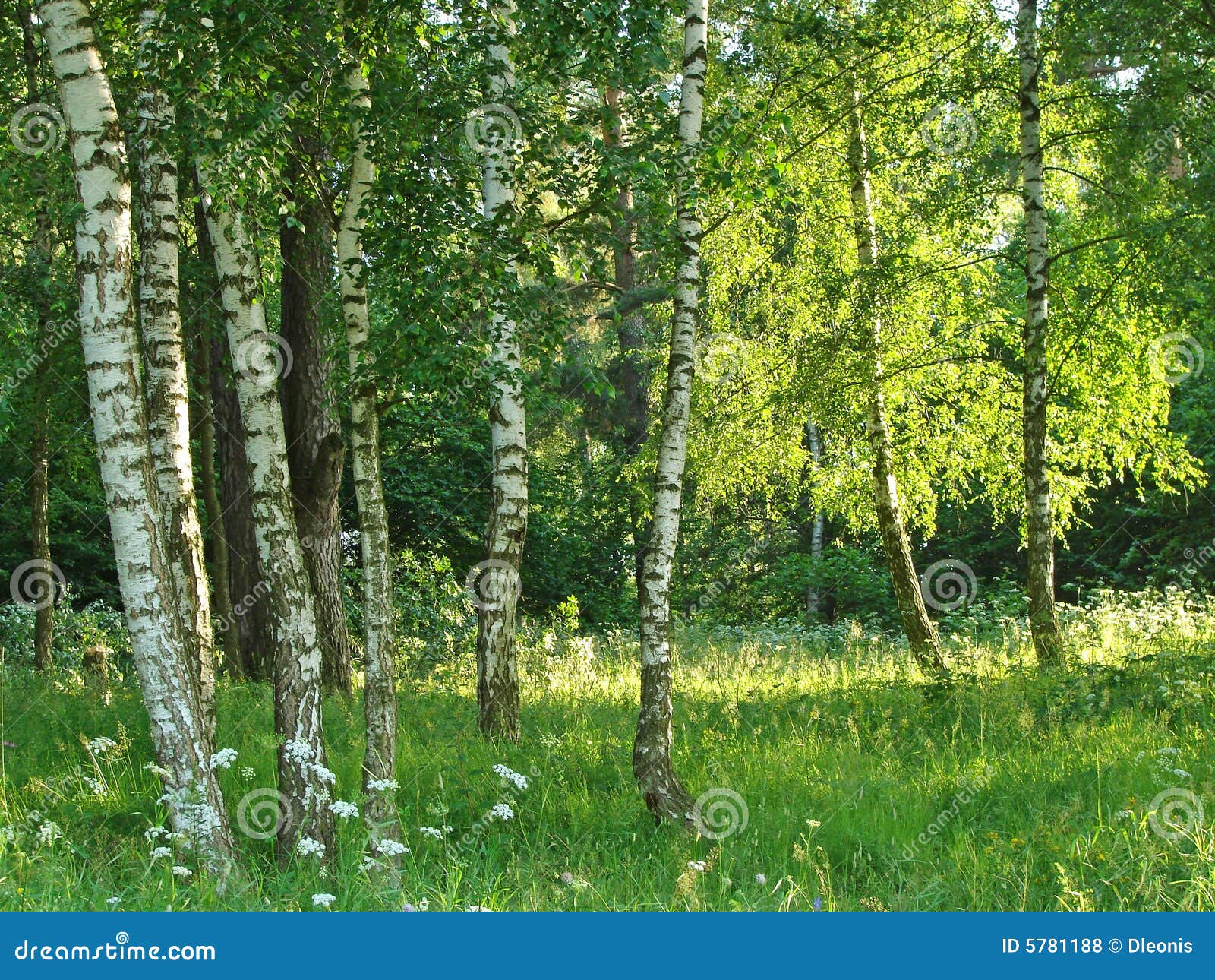 Birch grove stock photo. Image of grass, grove, copse - 5781188