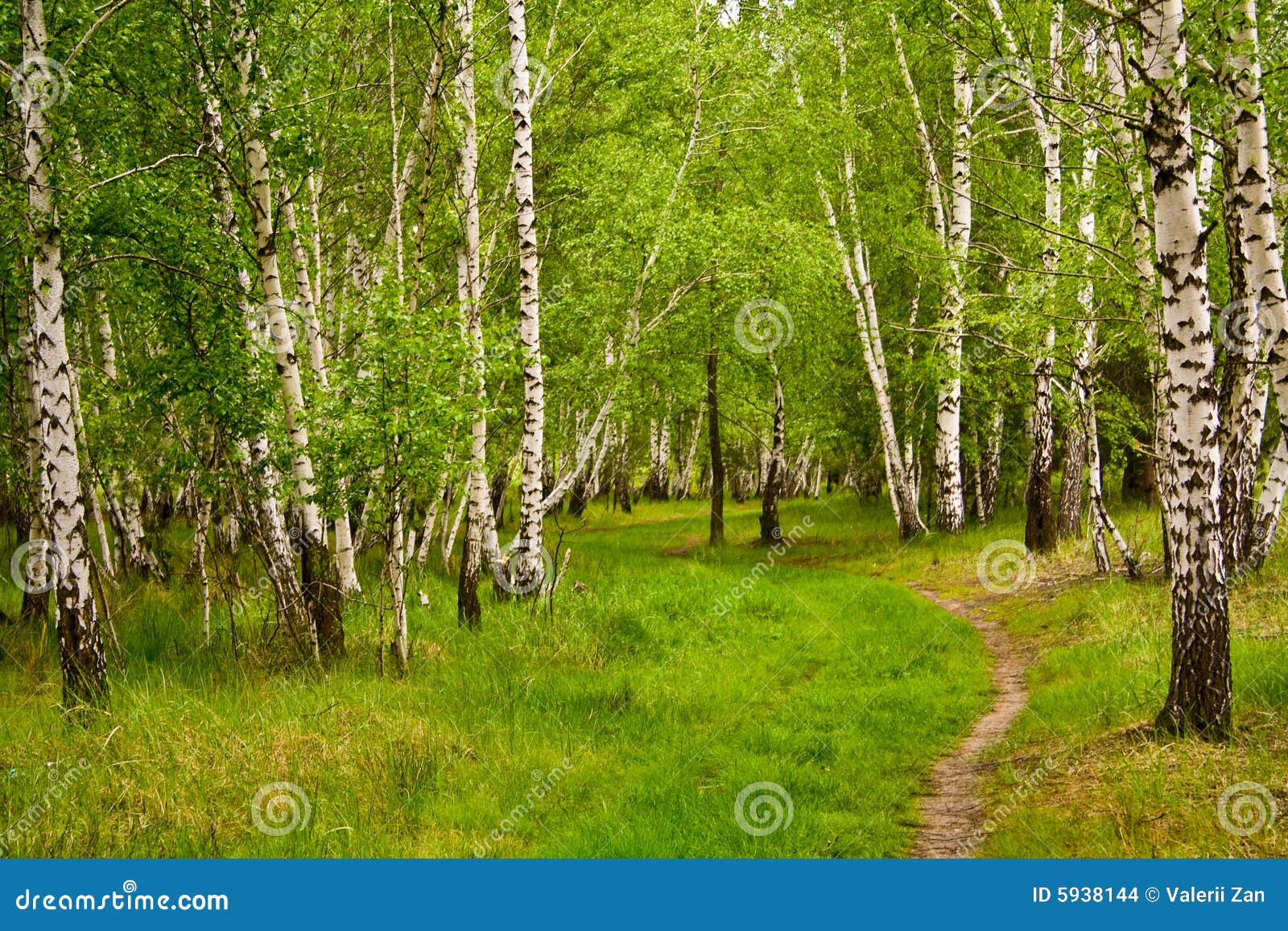 Birch grove stock photo. Image of park, green, woods, trunk - 5938144