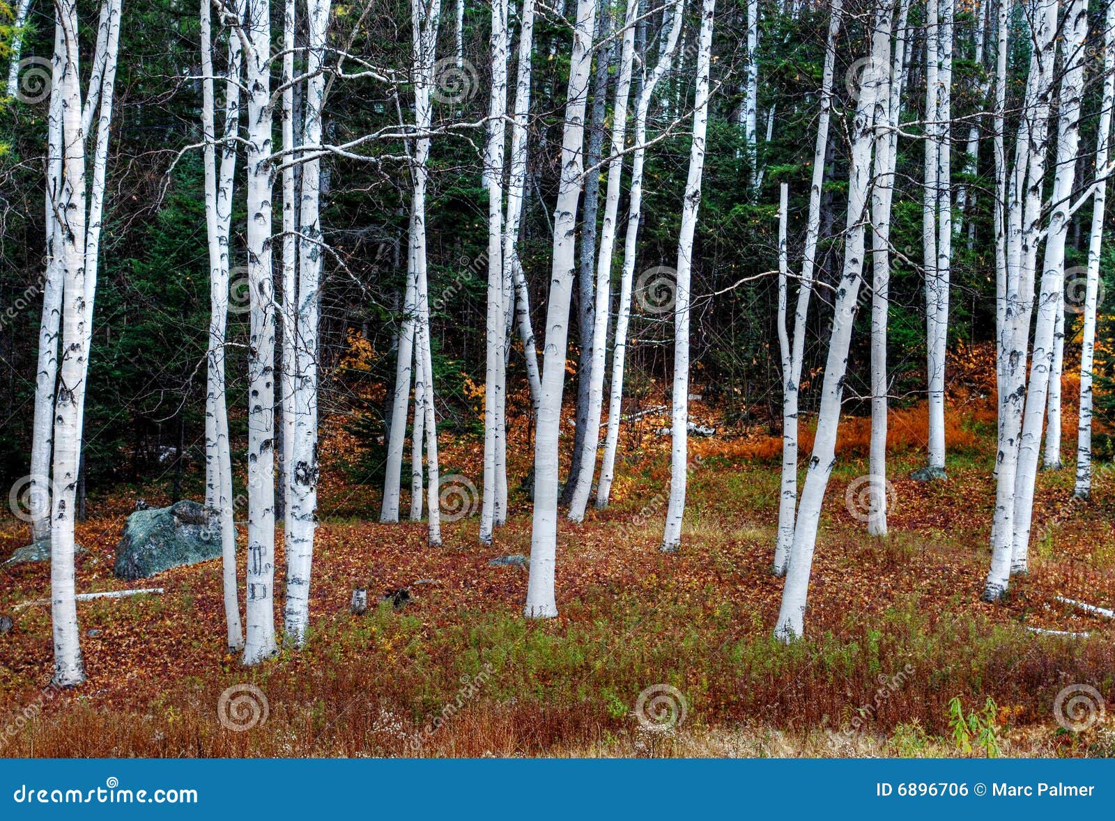 Birch grove stock photo. Image of birch, landscape, autumn - 6896706