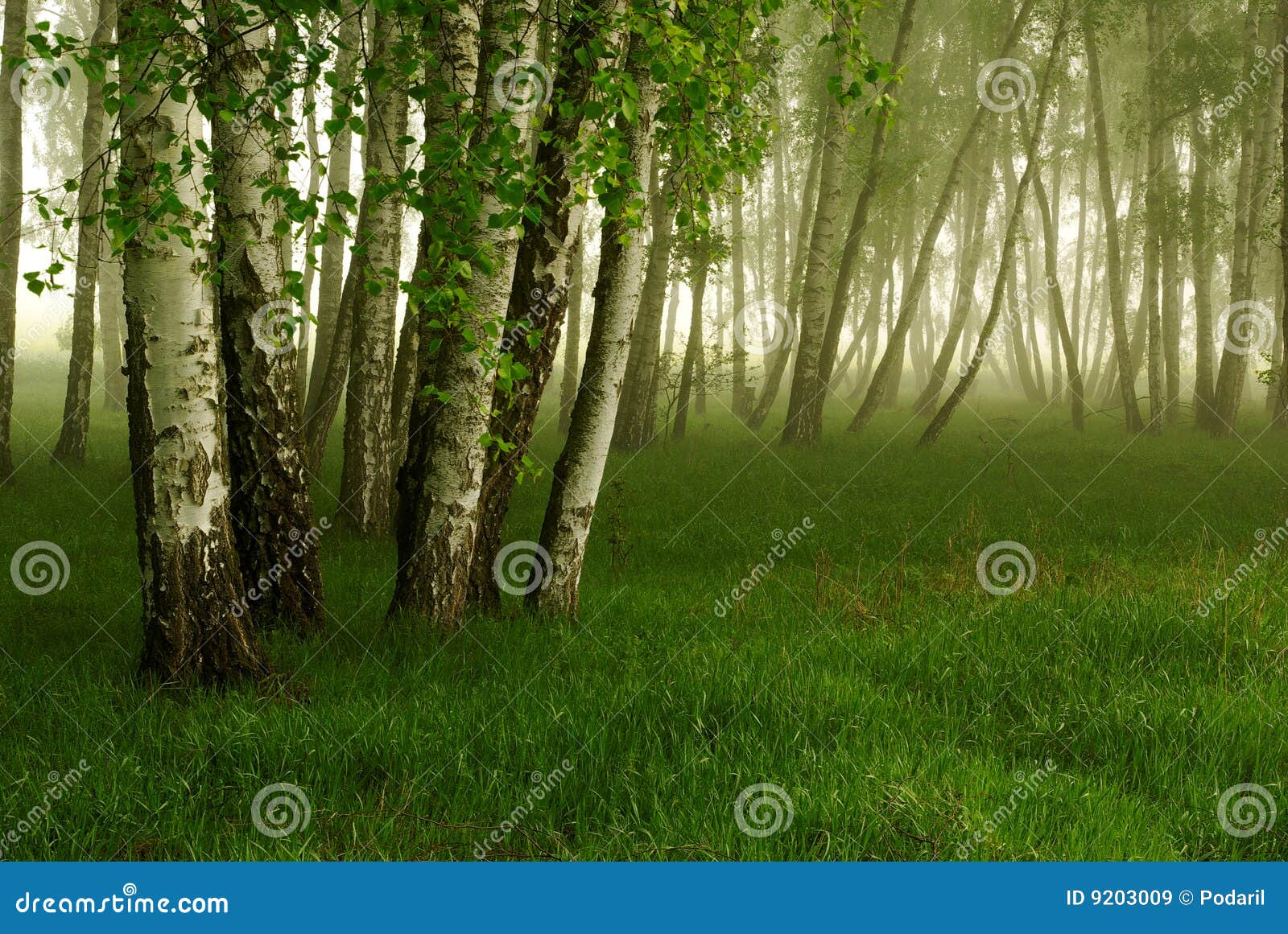Birch grove stock image. Image of forestry, background - 9203009