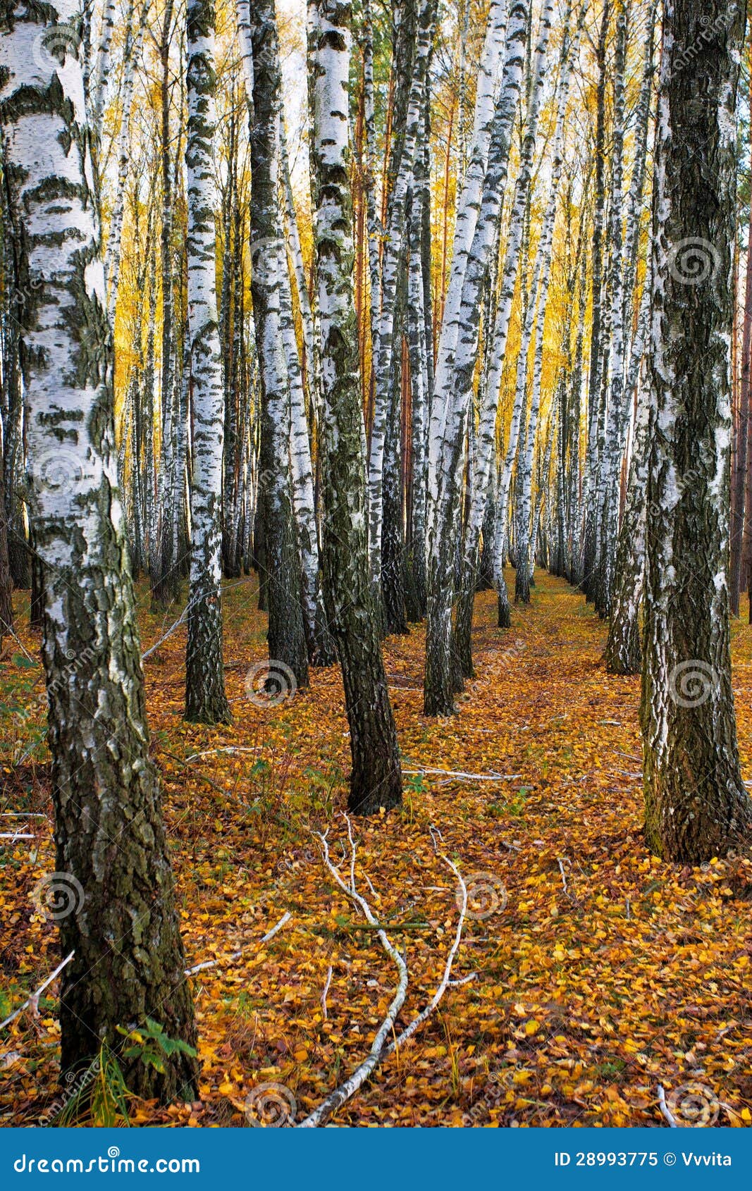 Birch grove in autumn stock image. Image of cool, cold - 28993775