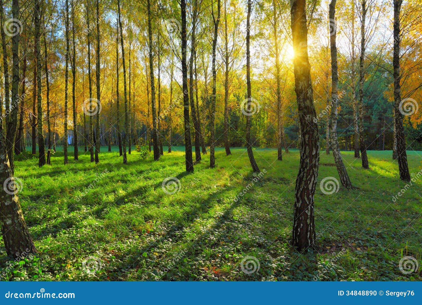 Birch grove at autumn day stock photo. Image of sunlight - 34848890