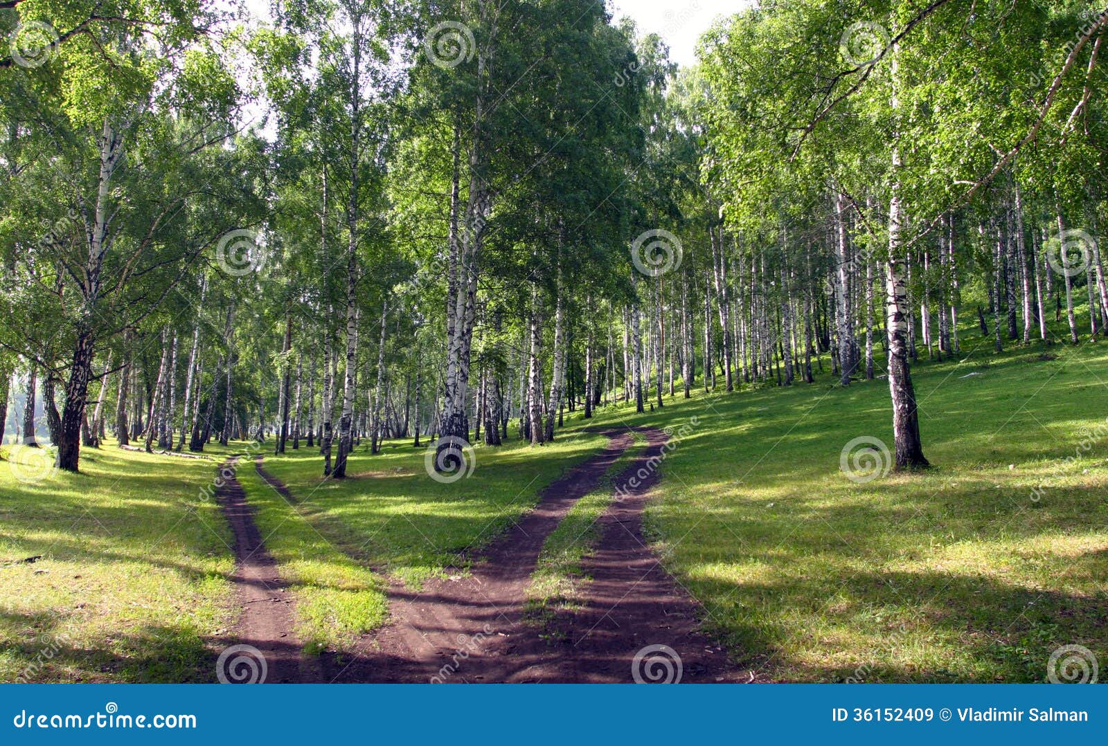 Birch grove stock image. Image of landscape, brush, countryside - 36152409