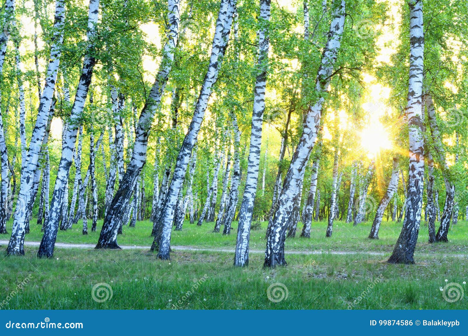 Birch Grove. Dawn in the Forest Stock Photo - Image of grove, forest ...