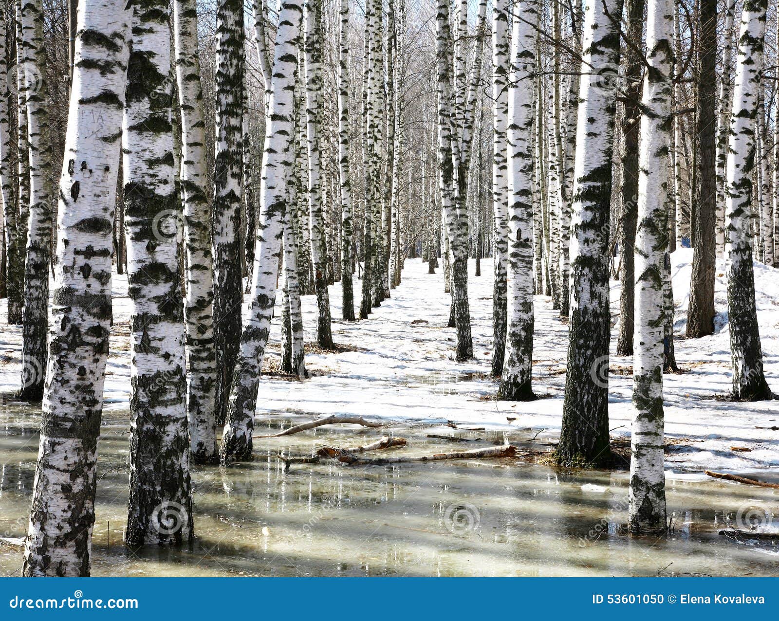 Birch Grove in Early Spring Water Stock Photo - Image of sunlight ...