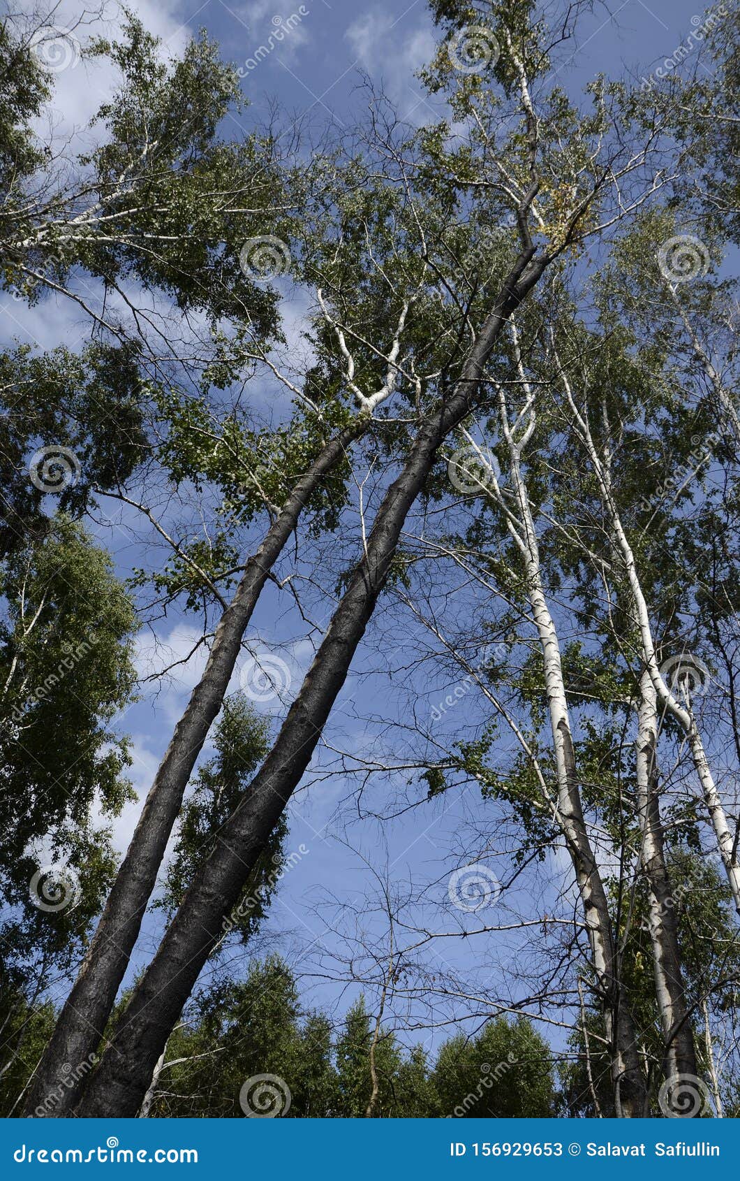 Birch Grove after the Fire. Stock Image - Image of trunks, danger ...