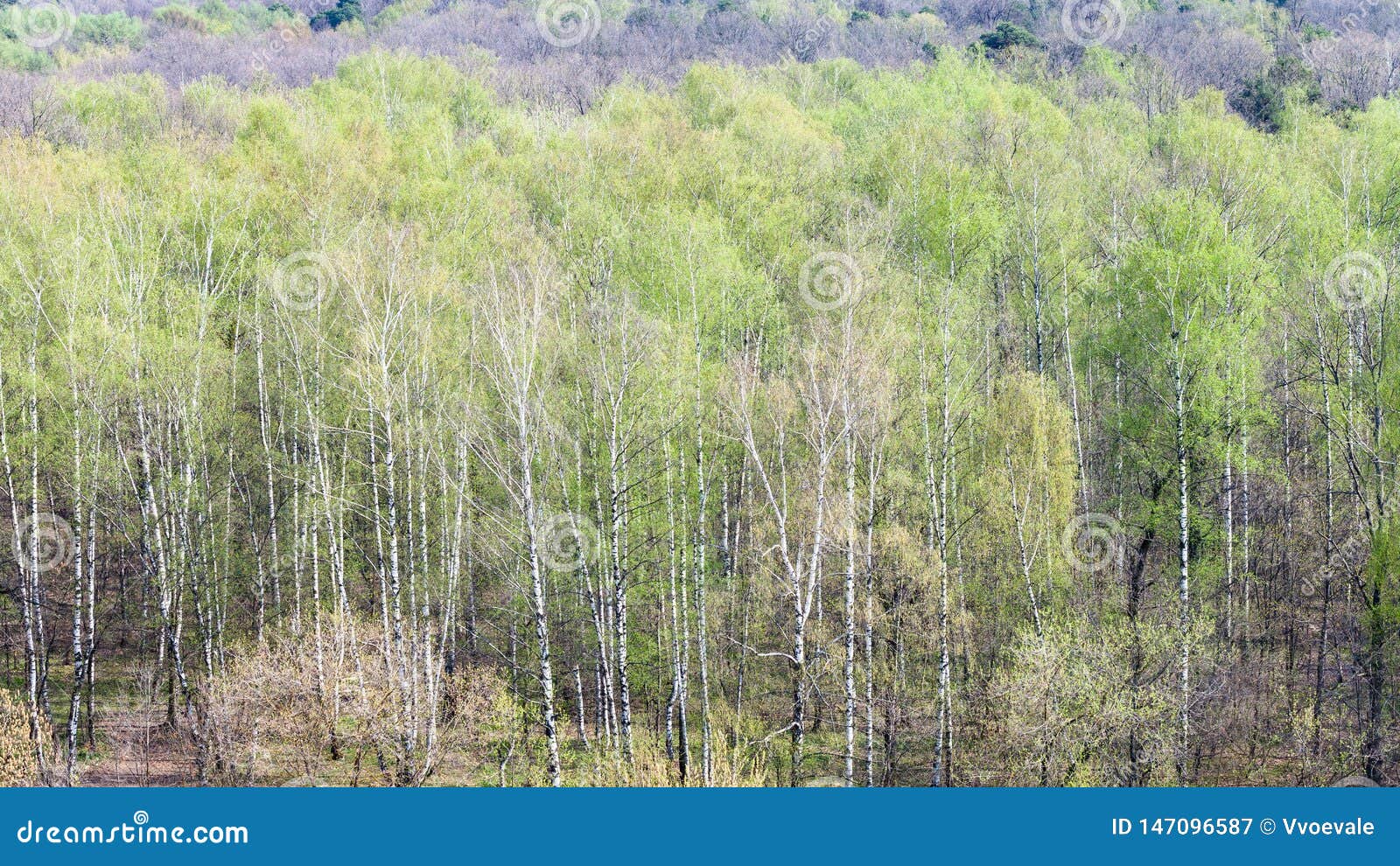 Birch Grove in Forest with First Green Foliage Stock Image - Image of ...