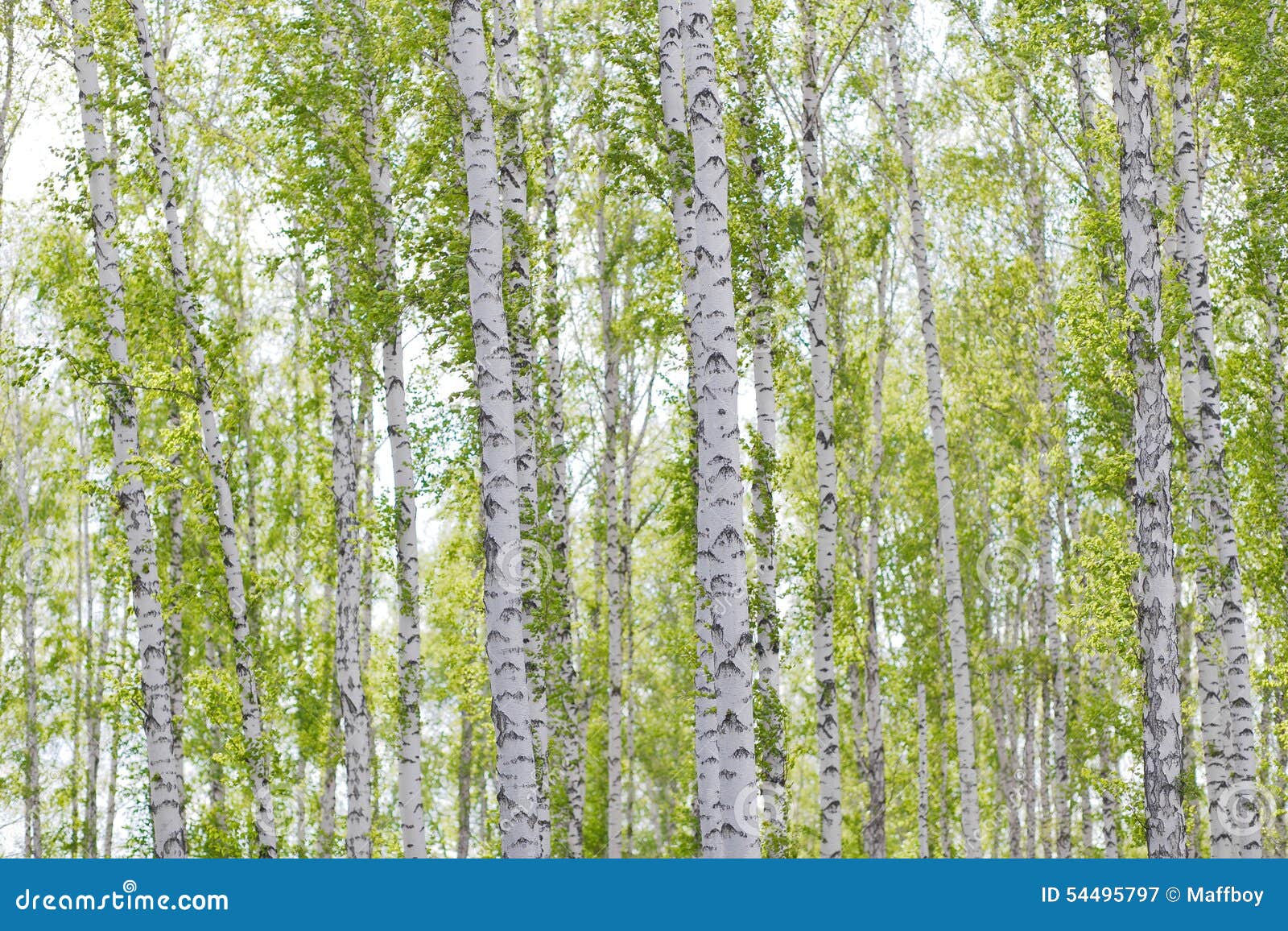 Birch grove stock image. Image of country, outdoors, grove - 54495797