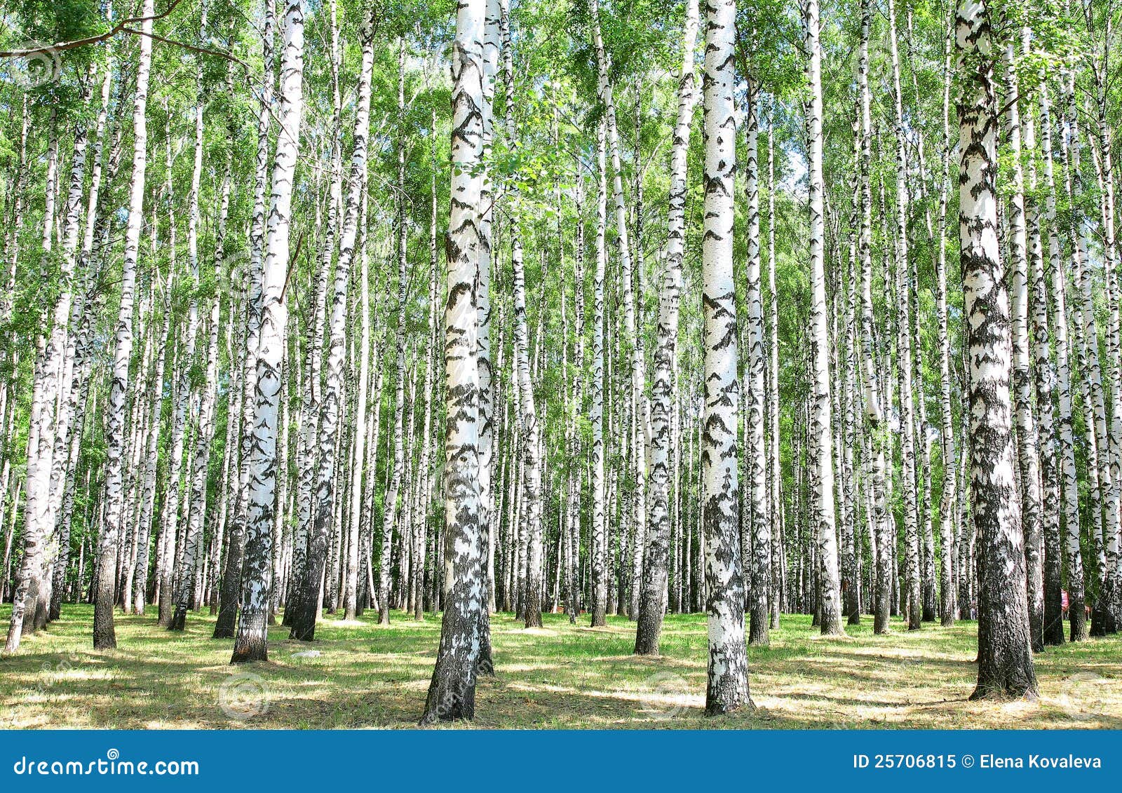 Birch grove in july stock image. Image of idyllic, fresh - 25706815