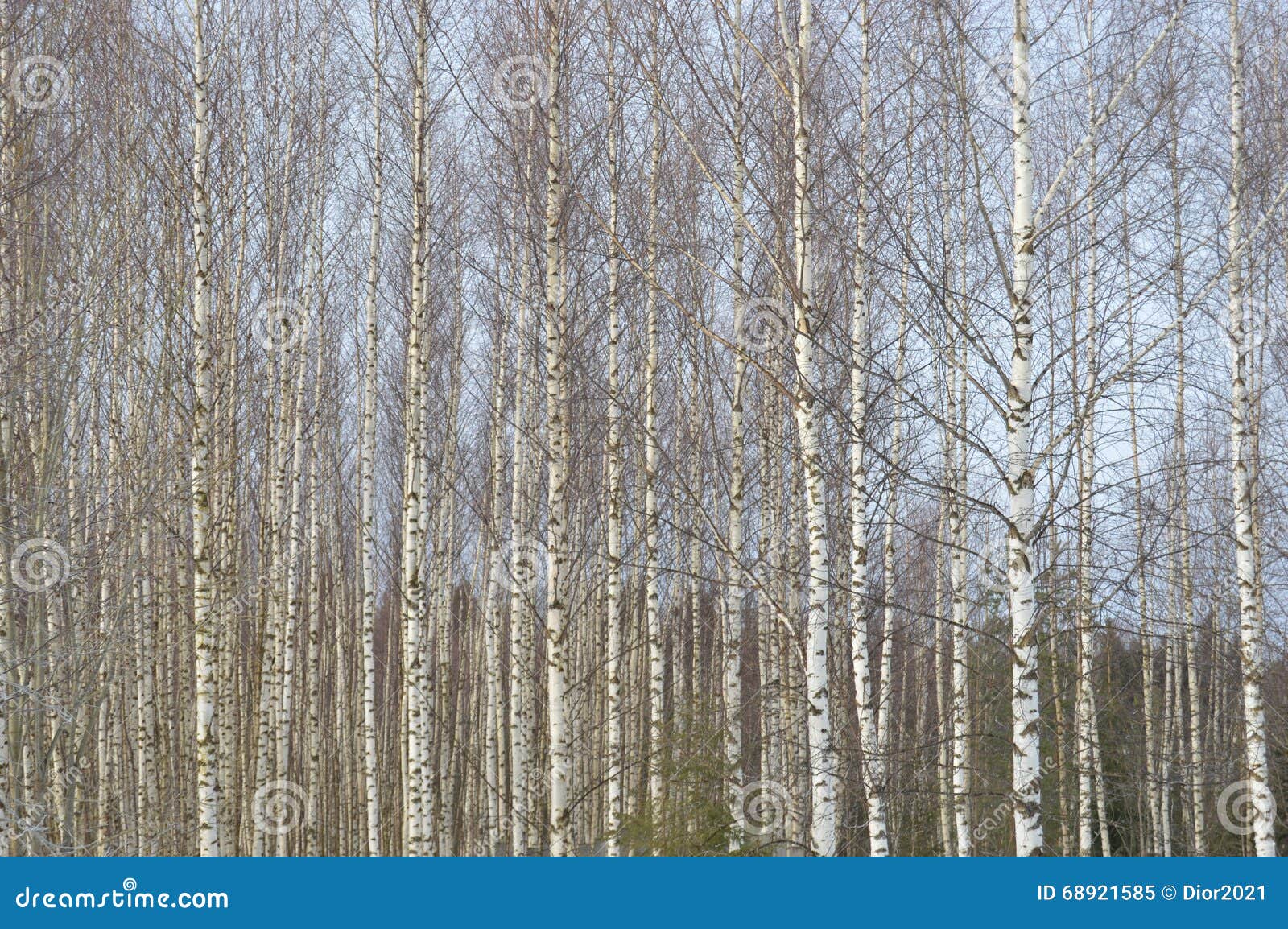Birch grove in March stock image. Image of russian, trees - 68921585