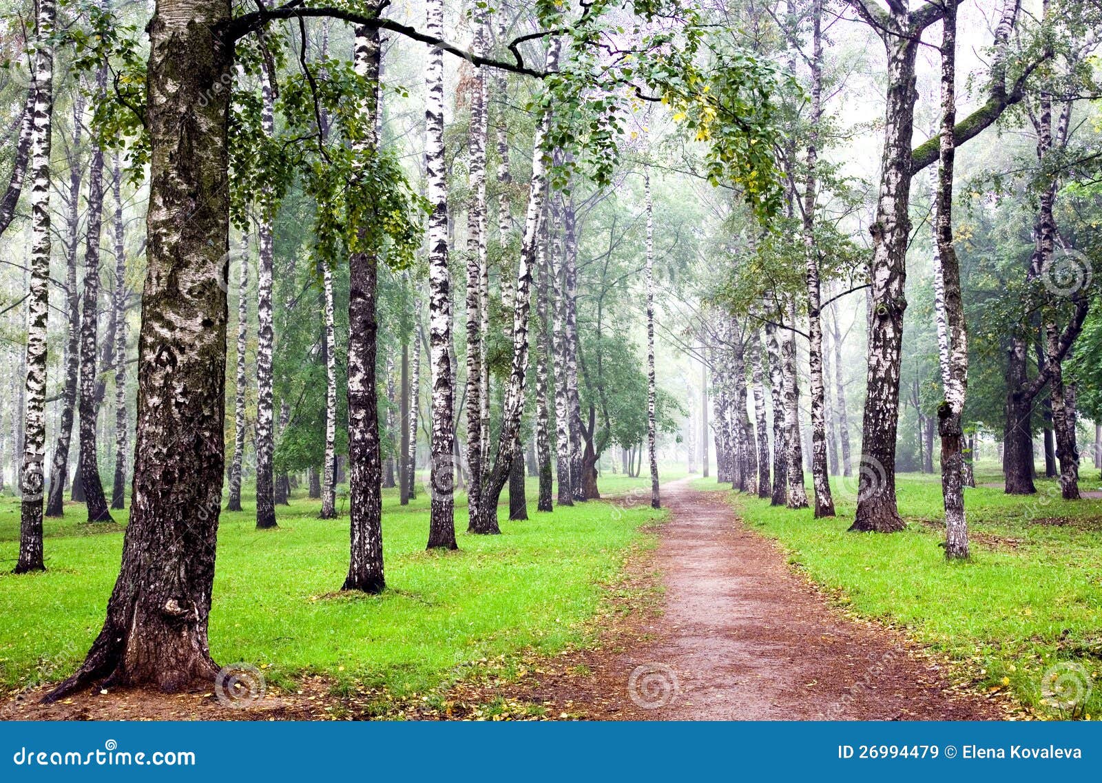 Birch Grove with Mist in Autumn Stock Image - Image of grass, nizhny ...