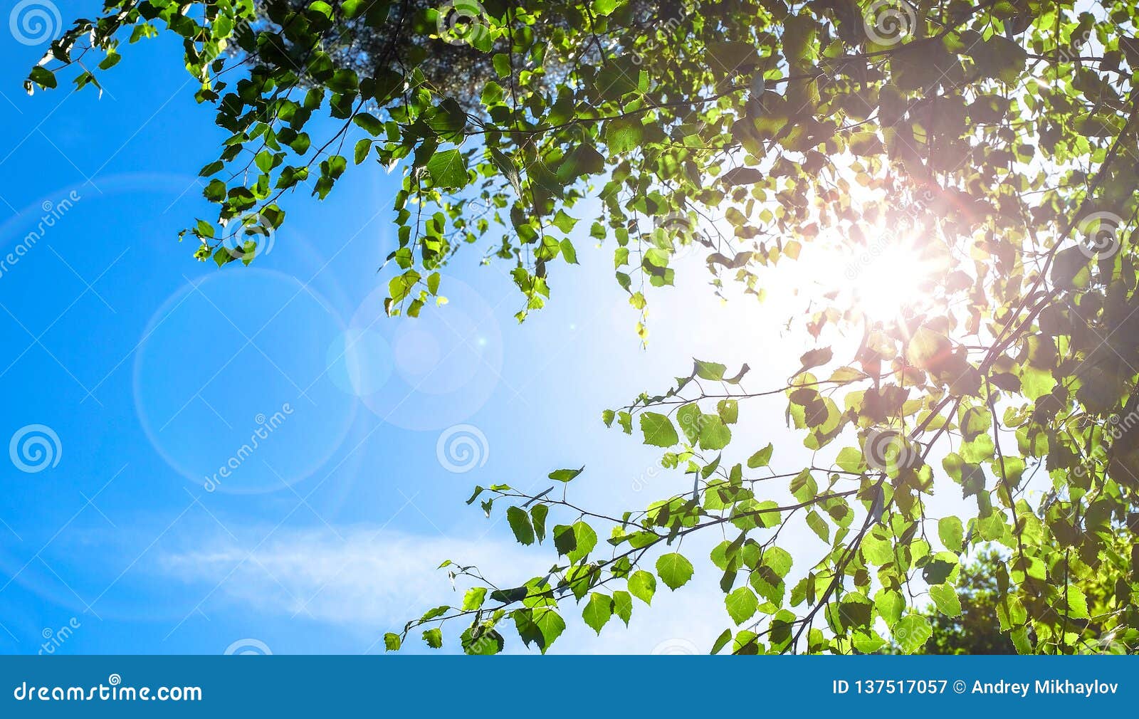 Birch Grove in the Morning, the Sun through the Trees, Horizontal ...